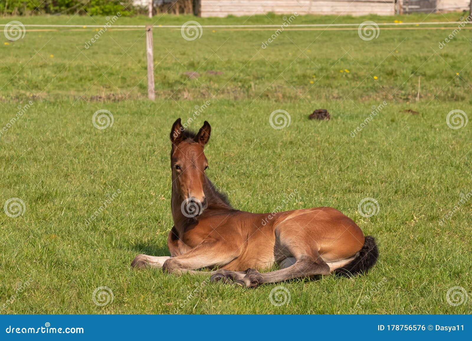 Brown Foal Resting in the Pasture. the Foal Lies on Green Grass Stock ...