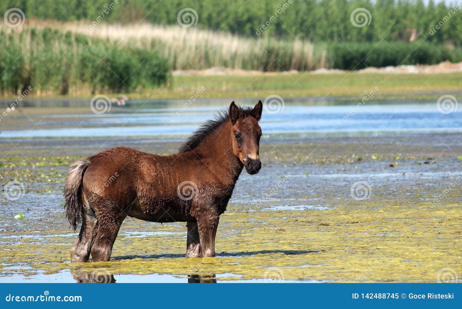 Foal Standing in Water Spring Season Stock Image - Image of young ...