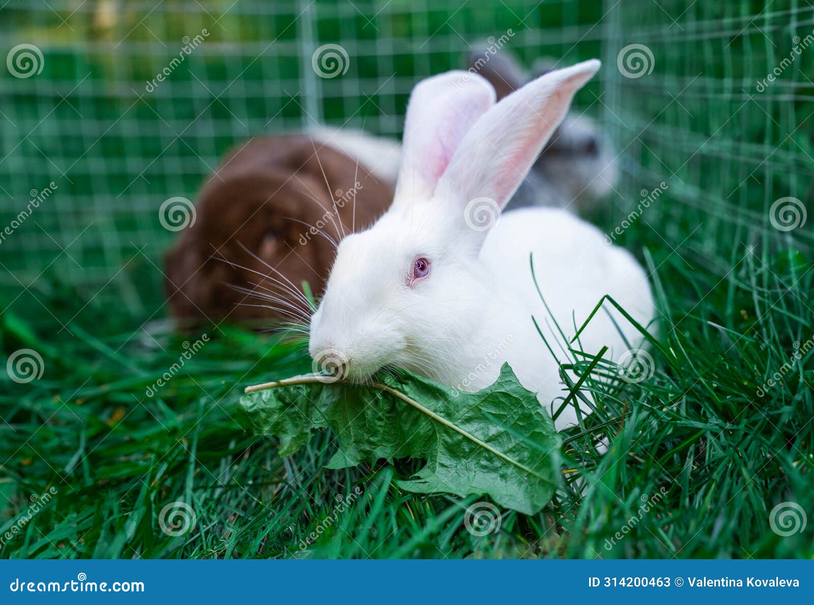 Brown Fold Ram, Giant White - Medium Sized Rabbits Lie on a Green Grass ...