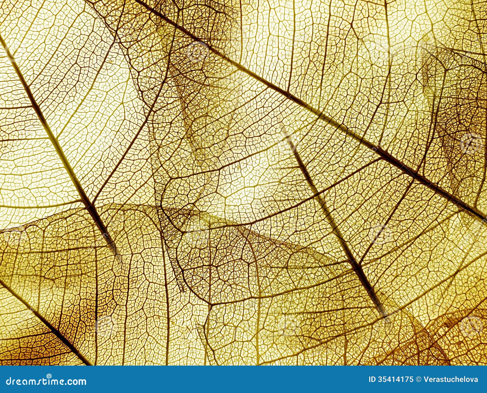Brown foliage texture stock image. Image of environmental - 35414175