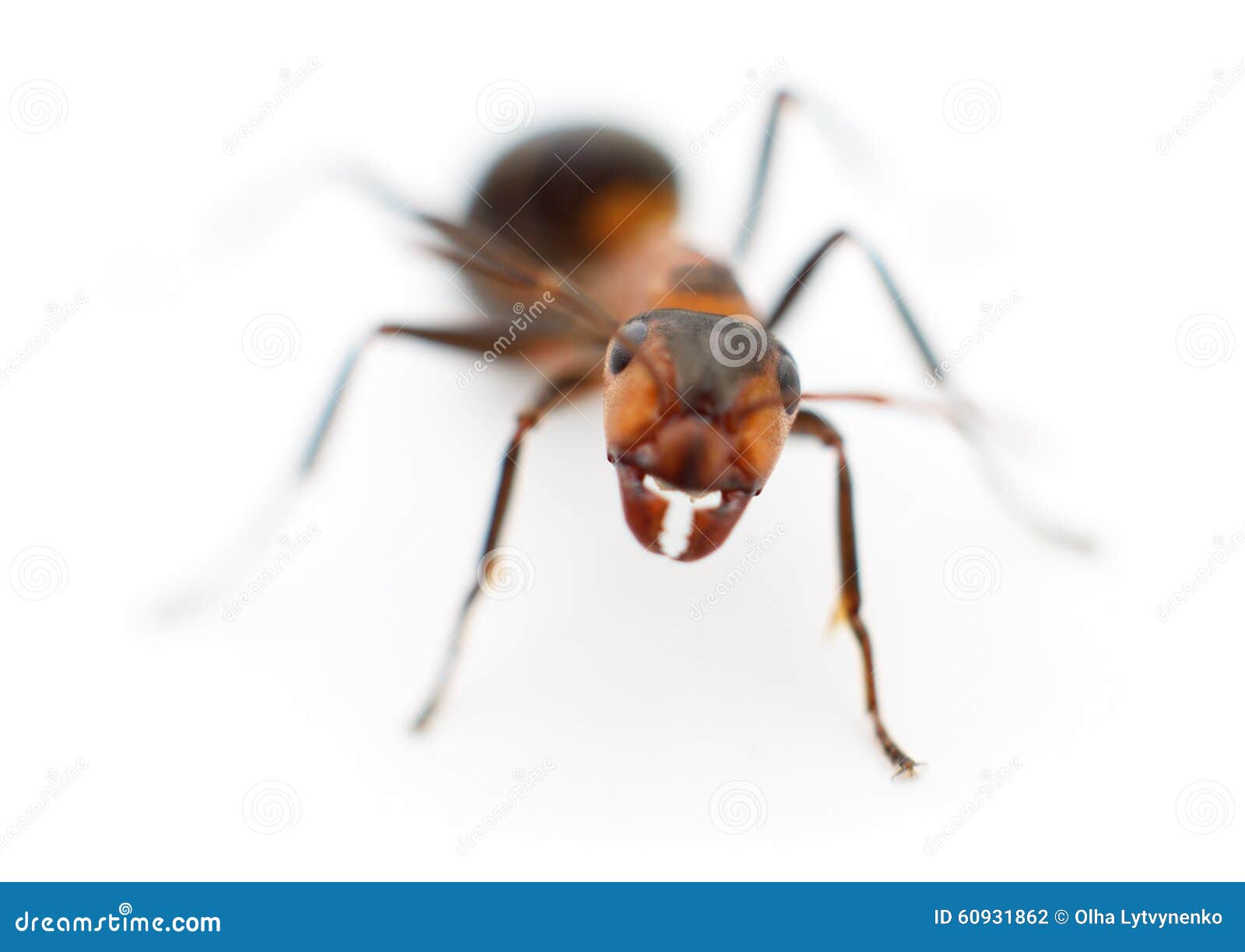 Brown forest ant. stock photo. Image of brown, colors - 60931862