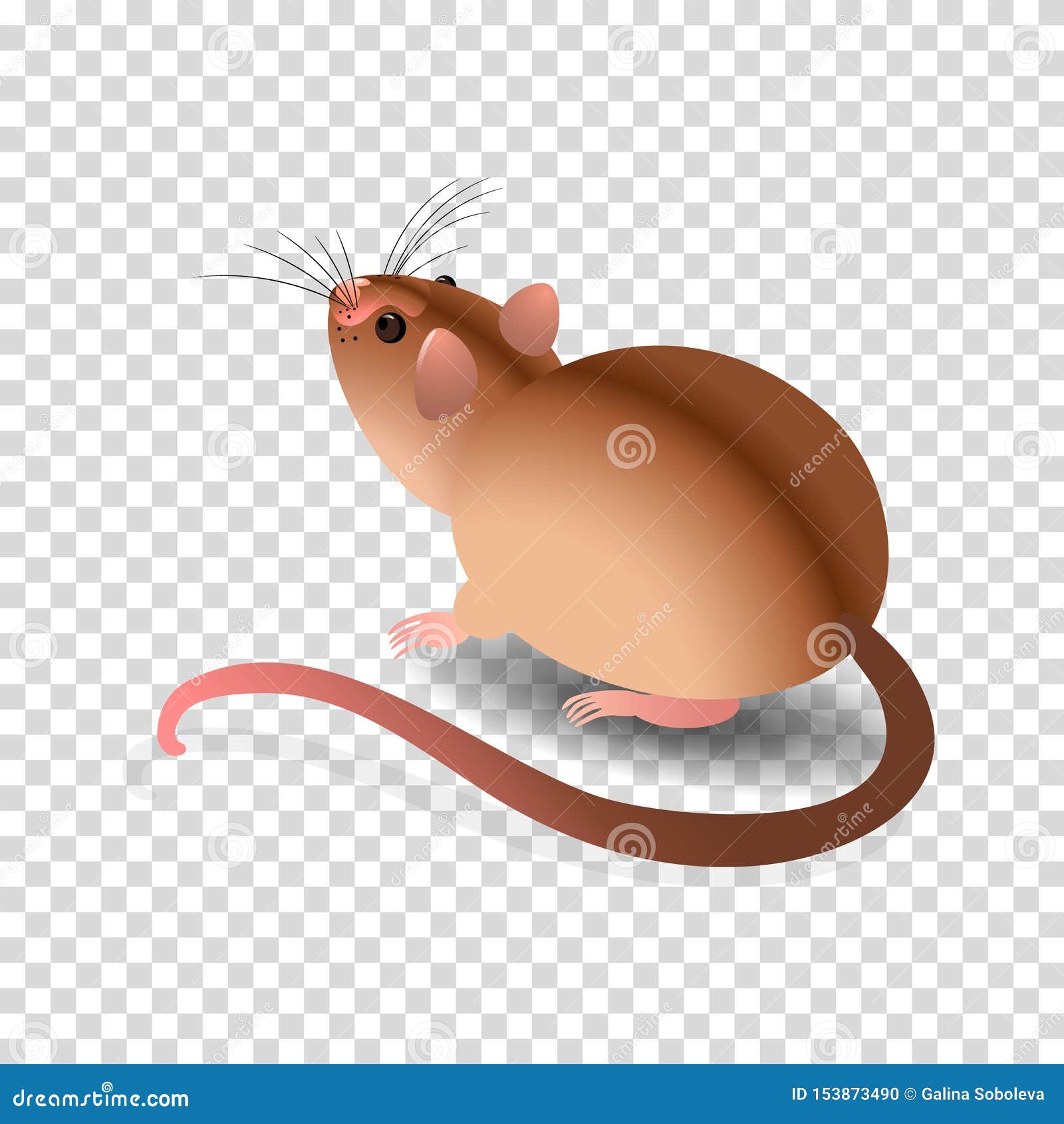 Mouse Animal Transparent Background