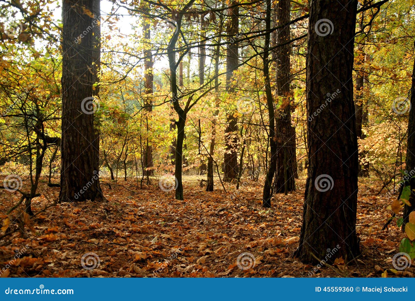 Brown forest stock photo. Image of poland, leaf, autumn - 45559360