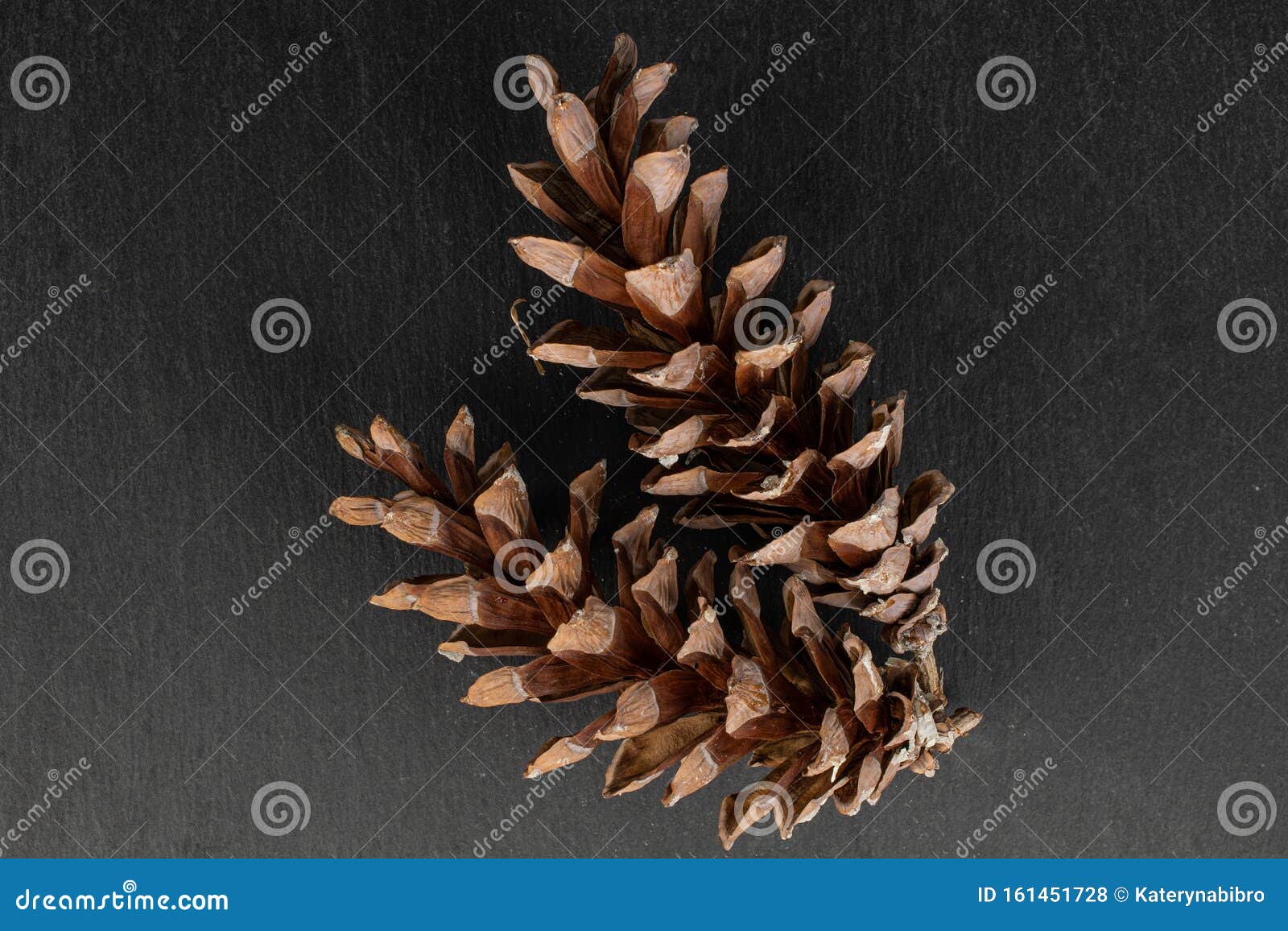 Brown Forest Pine Cone on Grey Stone Stock Photo - Image of cone, bract ...