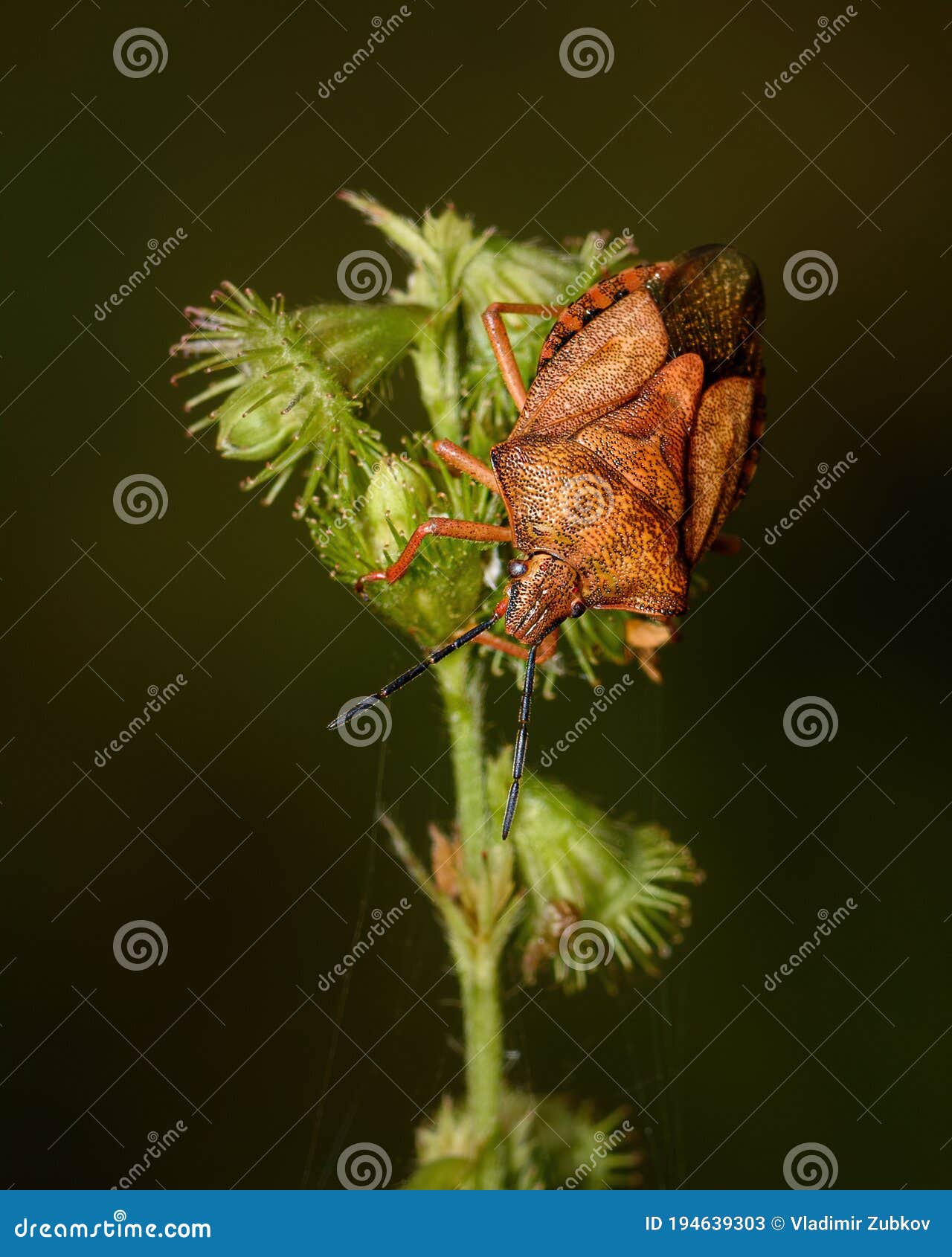 Brown Forest Tree Bug Close Up Stock Image - Image of background, wild ...
