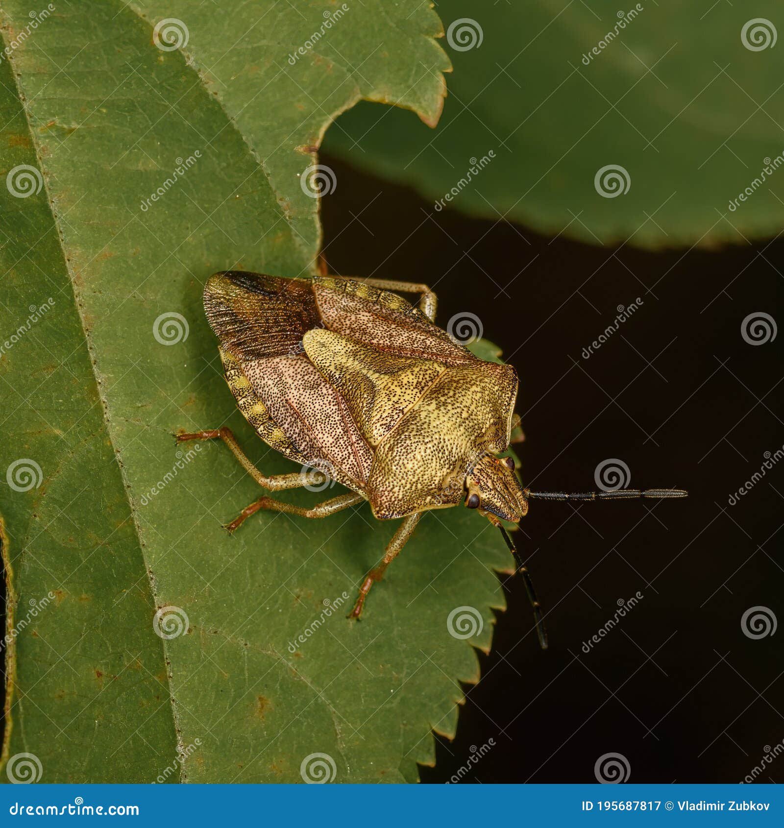 Brown Forest Tree Bug Close Up Stock Image - Image of nature, plant ...