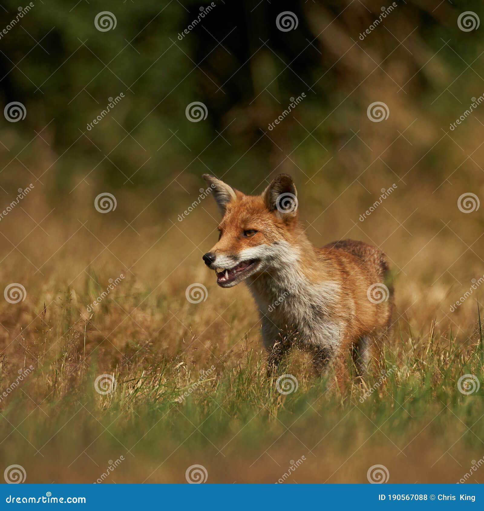 Brown fox hunting for prey stock photo. Image of closeup - 190567088