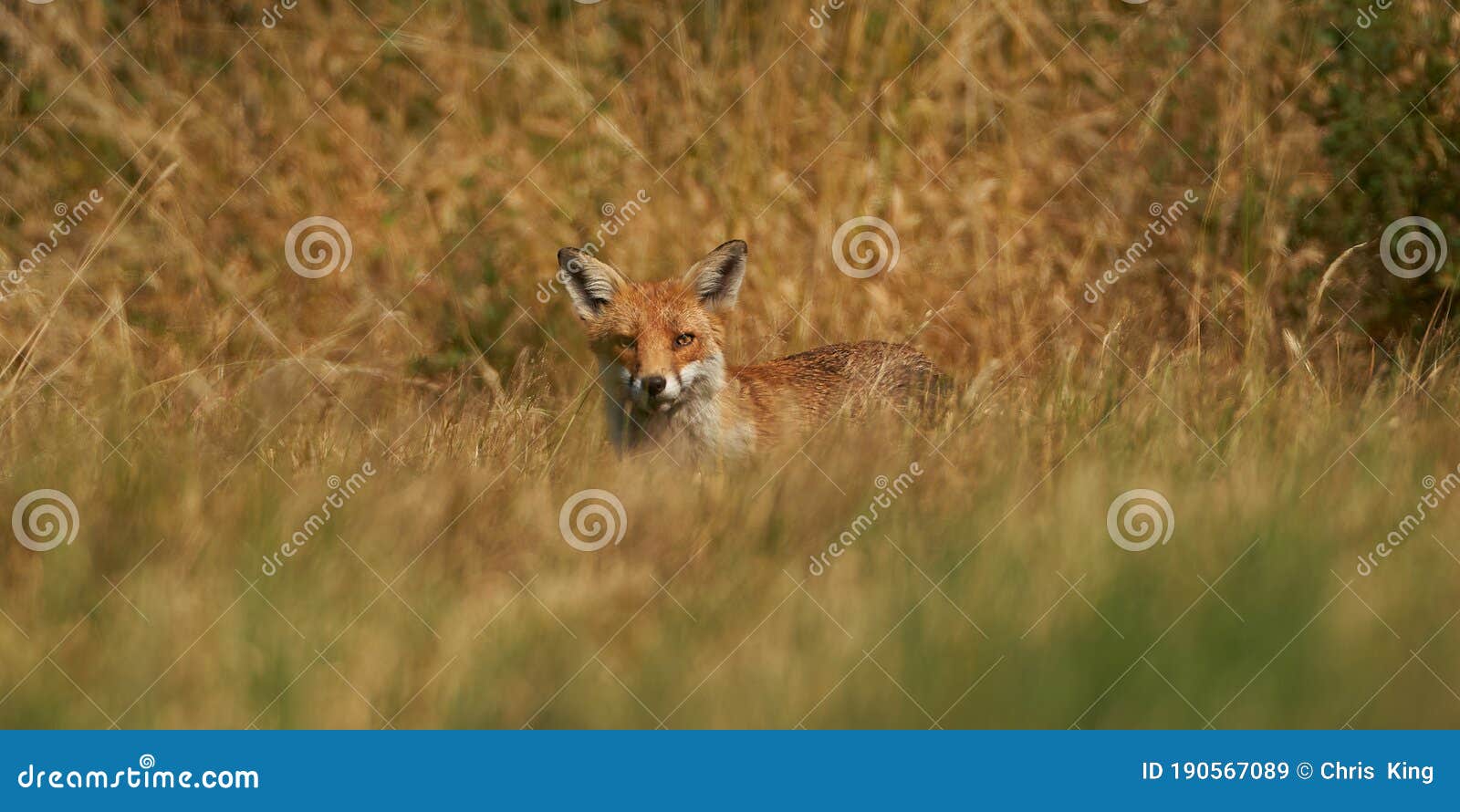 Brown fox hunting for prey stock image. Image of looking - 190567089