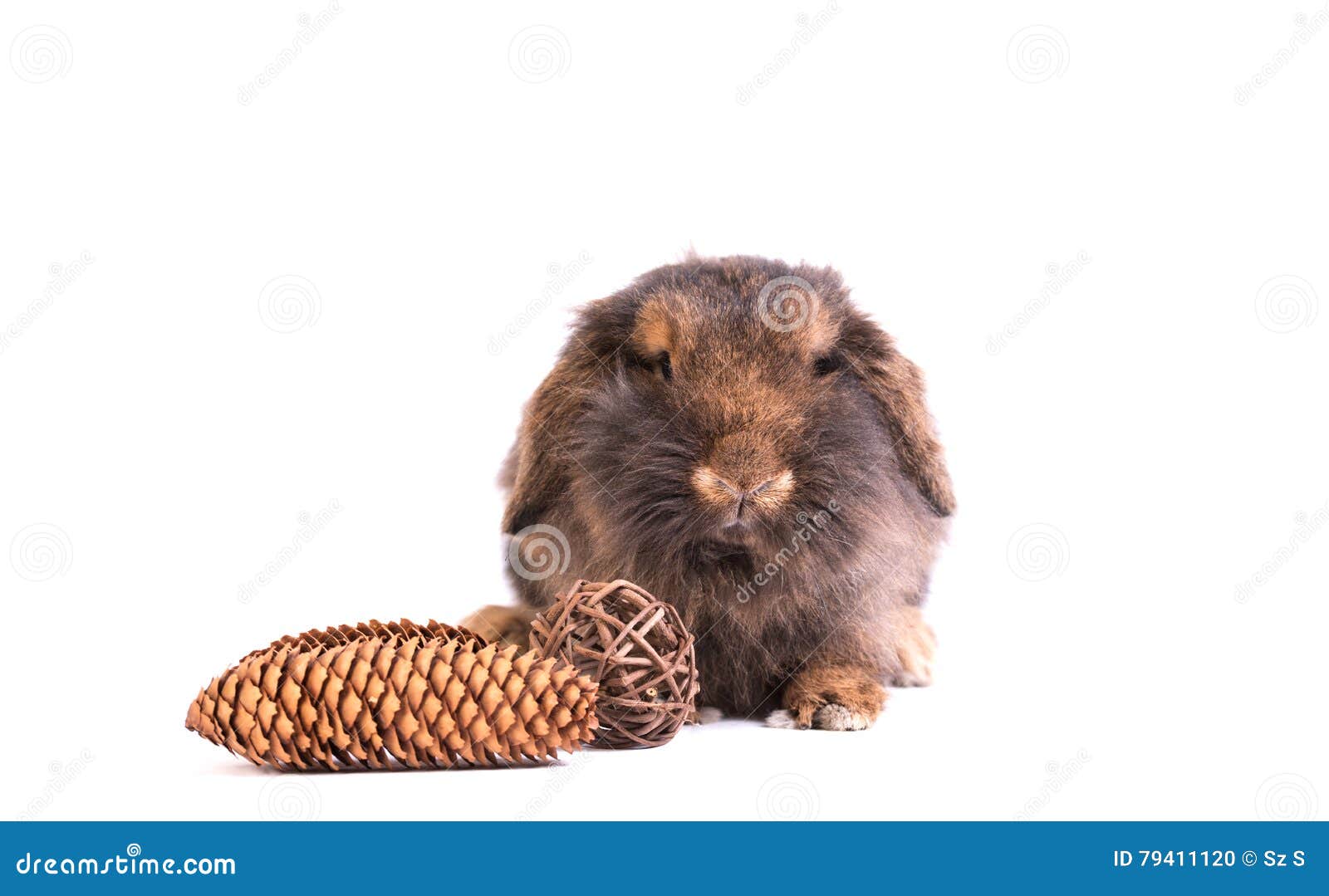 Brown French Lop Rabbit Isolated on White Stock Photo - Image of tail ...