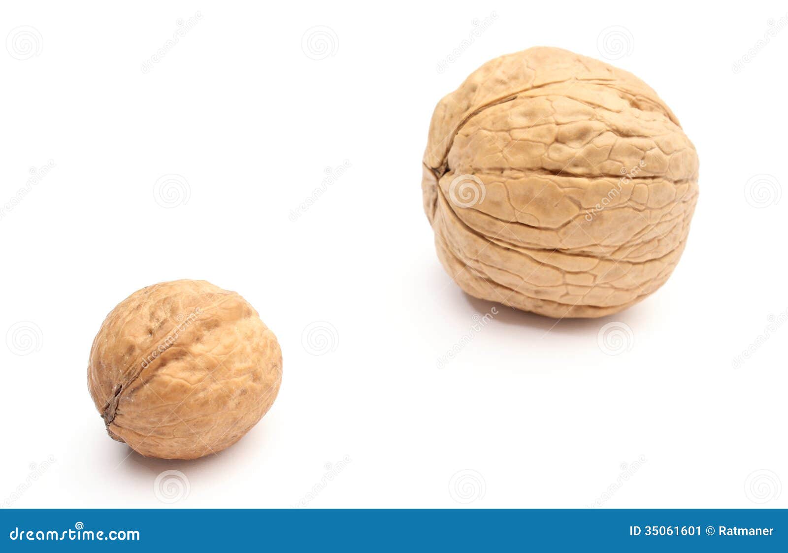 Big Small Walnuts Stock Photos - Free & Royalty-Free Stock Photos from ...