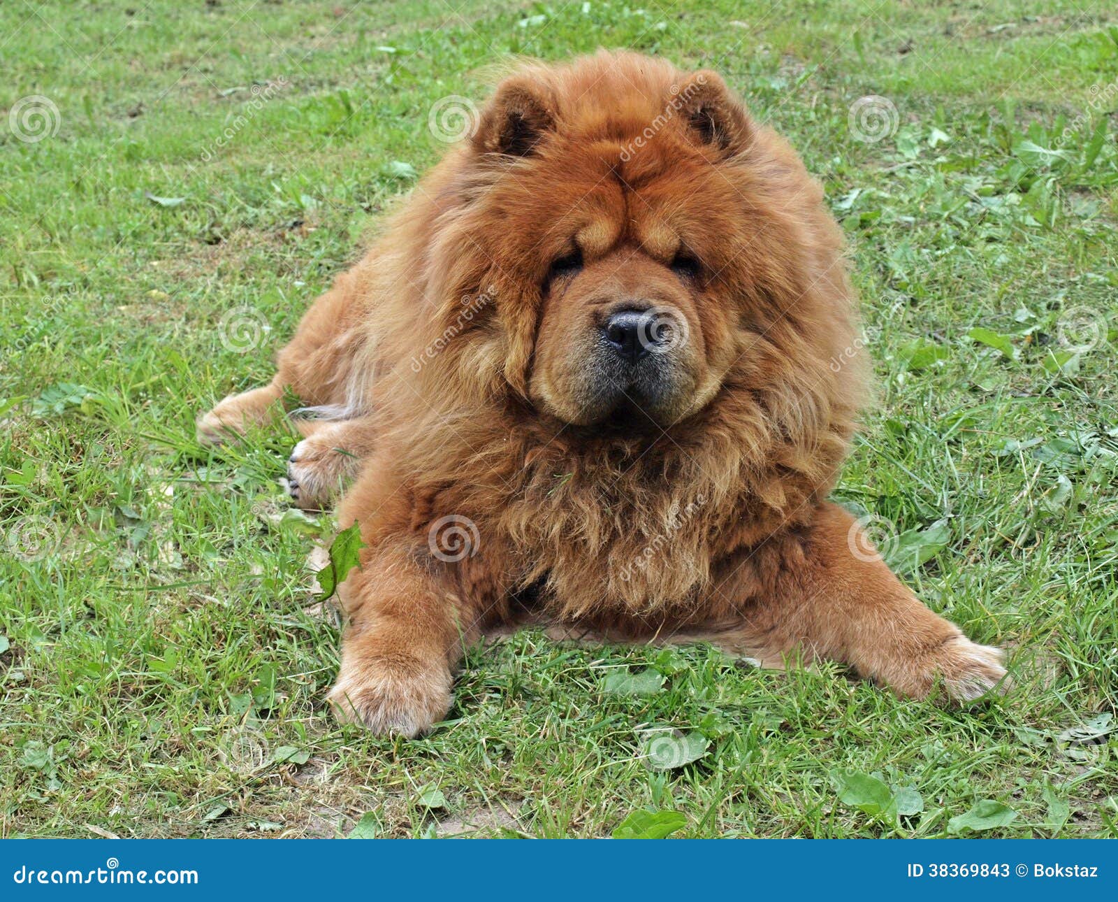 Brown Friendly Chow-chow Dog Stock Image - Image of doggy, alertness ...