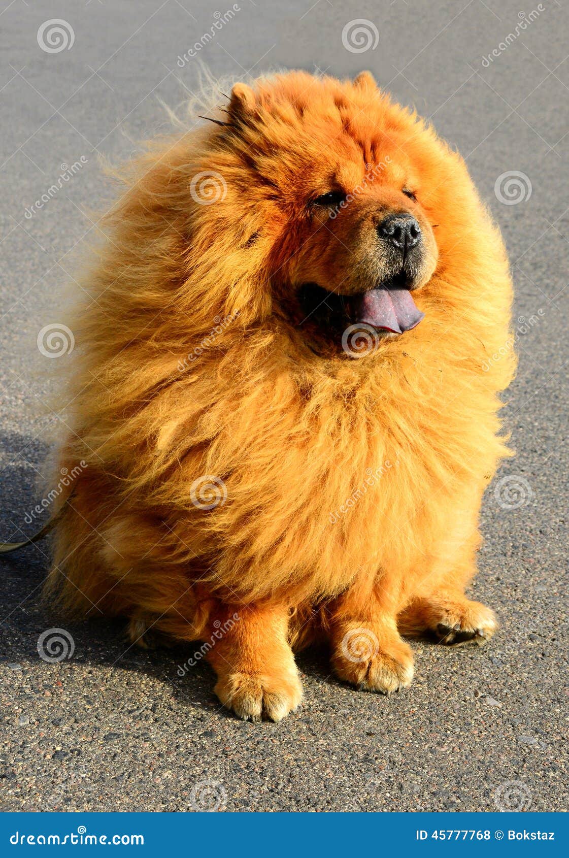 Brown Friendly Chow-chow Dog in the City Stock Photo - Image of mammal ...