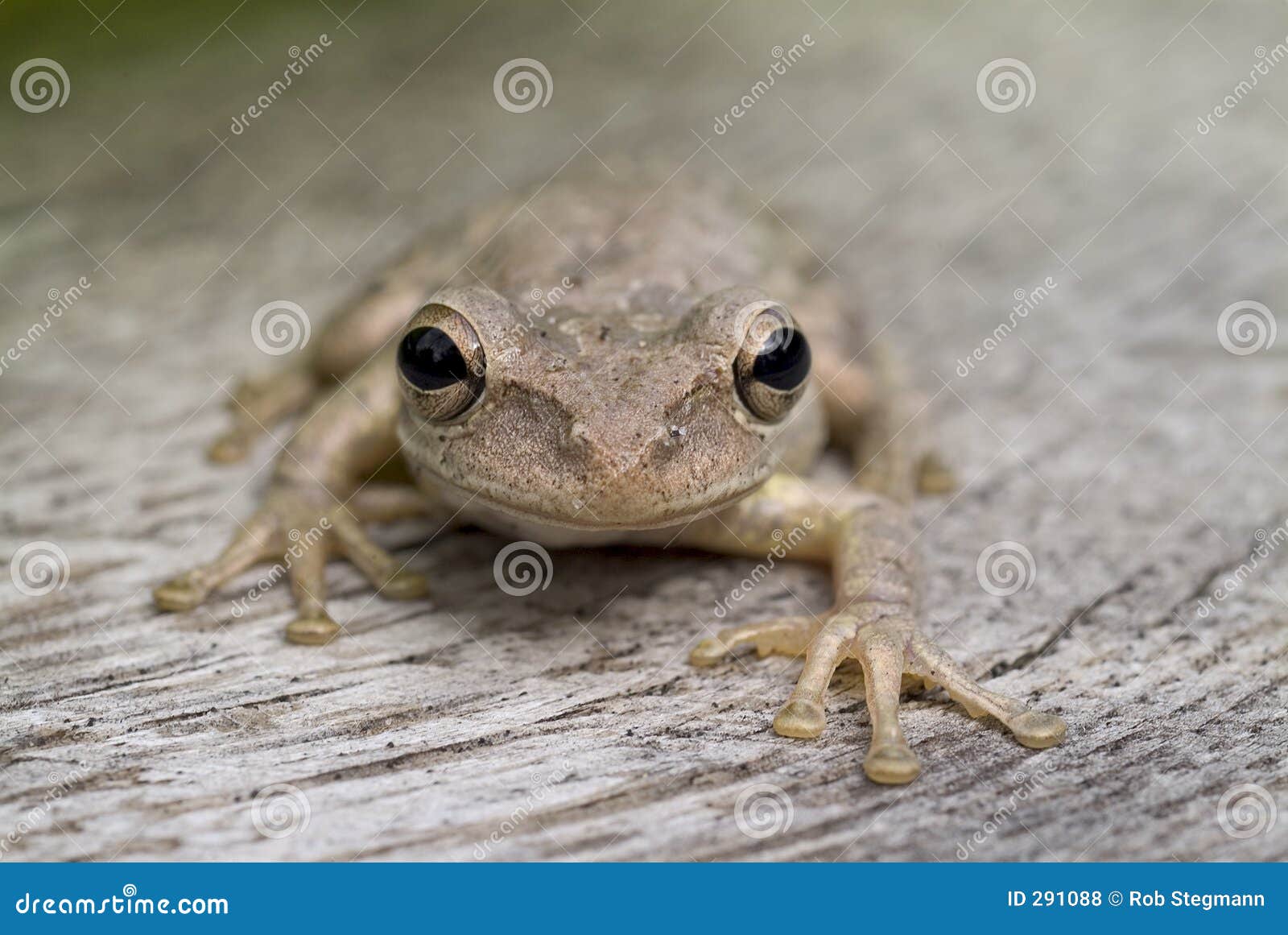 Brown Frog stock photo. Image of toes, nose, nature, reptile - 291088