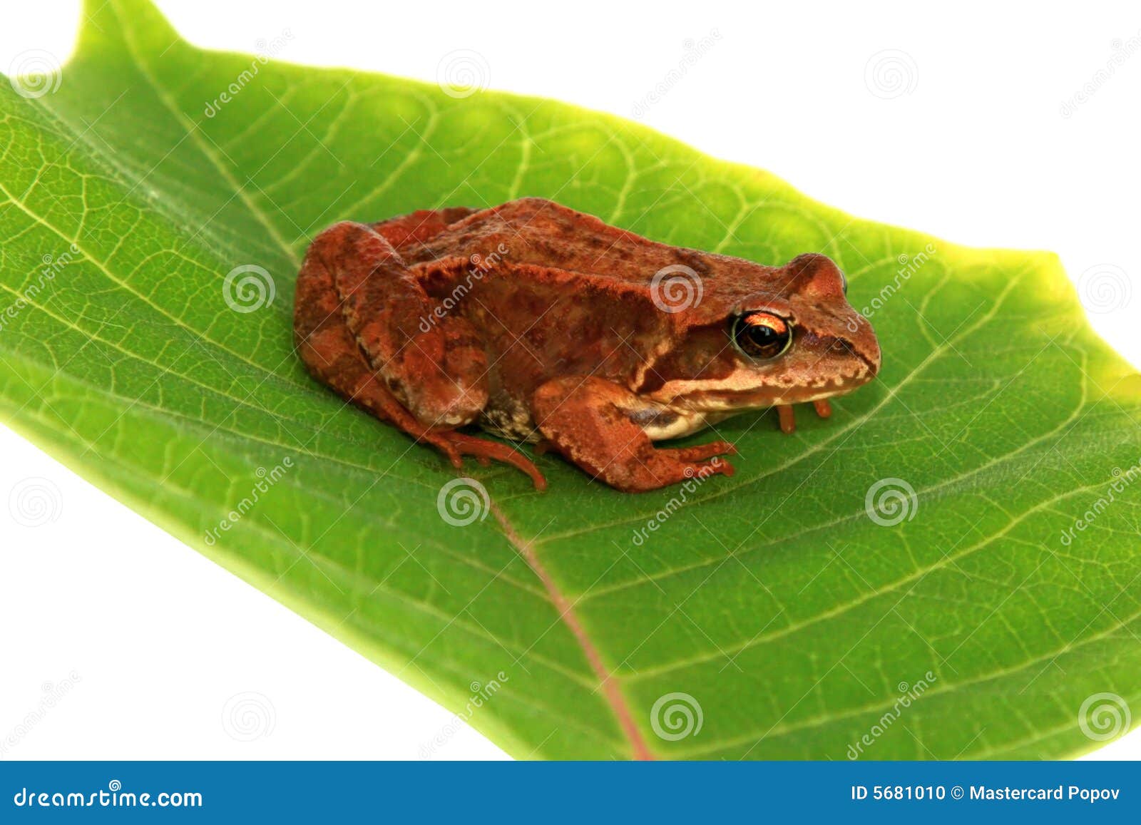 Brown frog stock photo. Image of amphibian, close, cute - 5681010