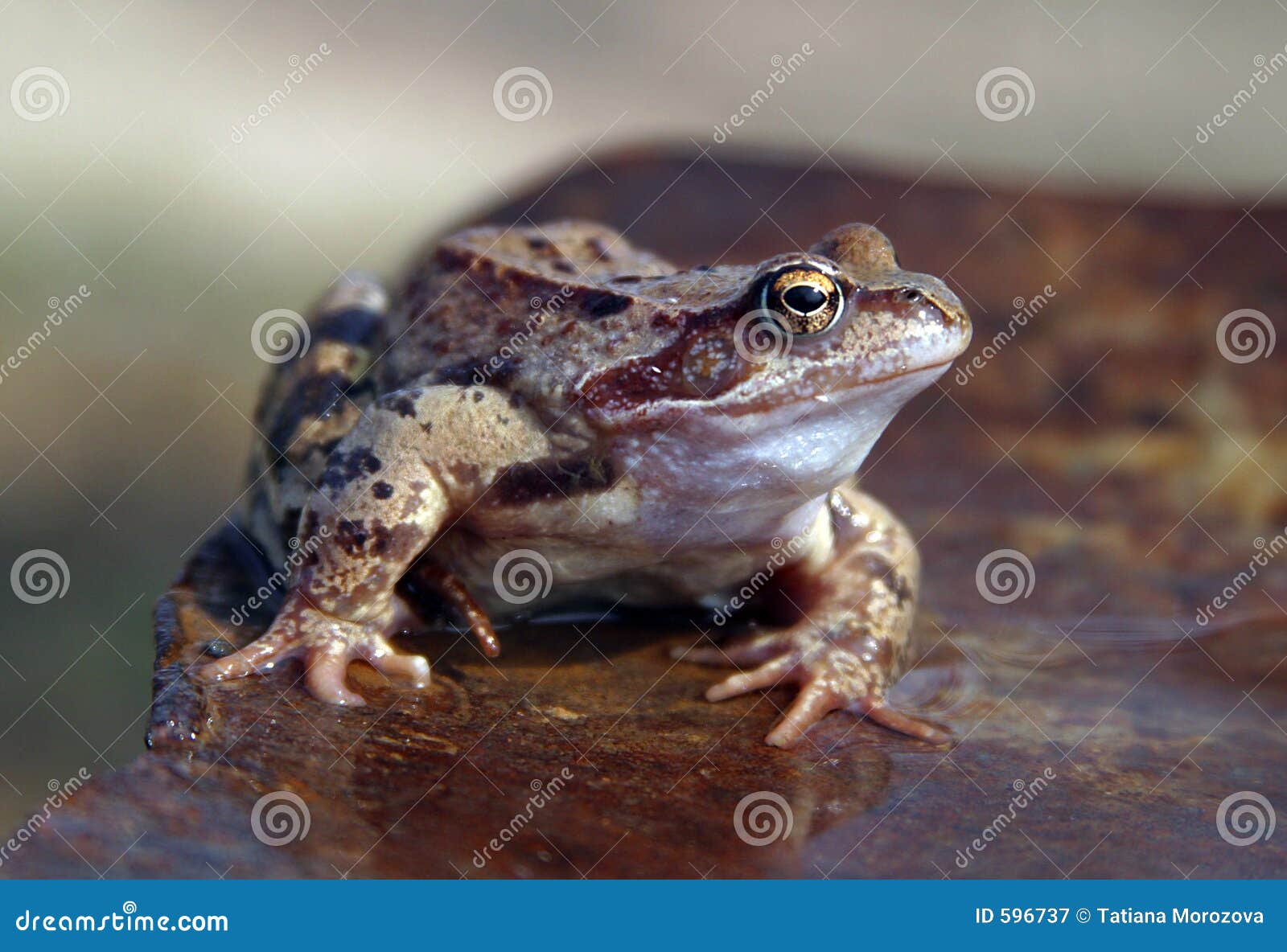 Brown frog stock image. Image of beige, spotty, stain, brown - 596737