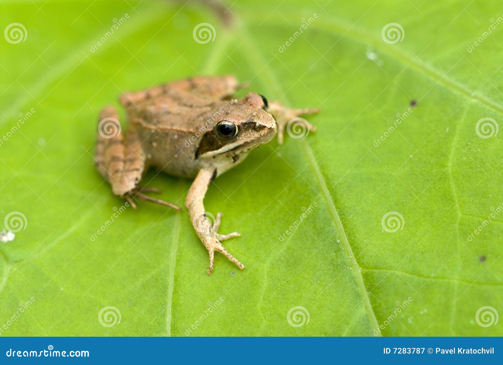 Brown frog stock image. Image of macro, foliage, profile - 7283787