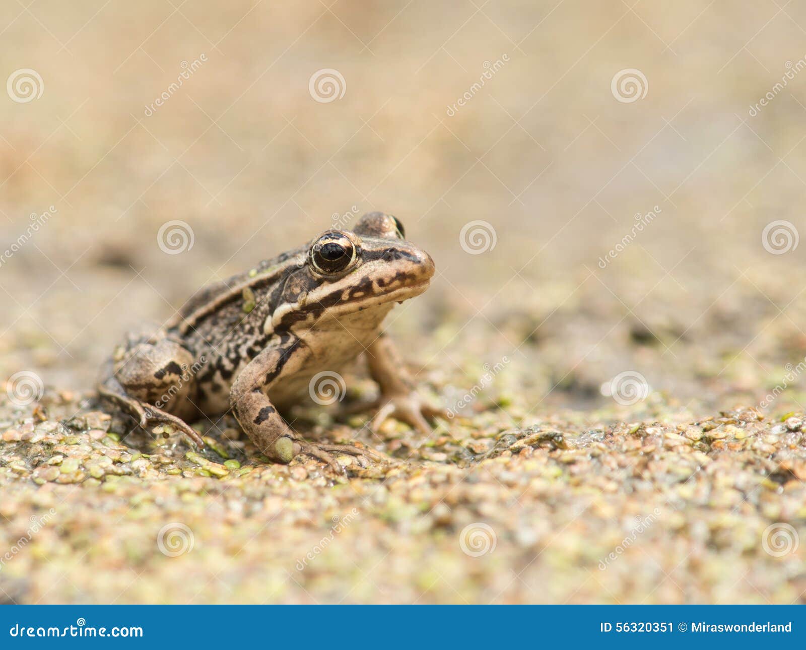 Brown Frog in Dried Up Pond Stock Image - Image of frog, brown: 56320351