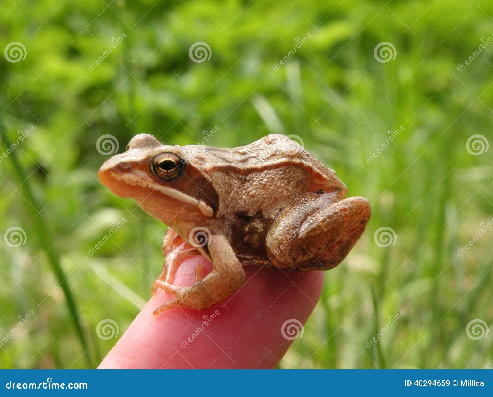 Brown frog stock image. Image of grass, fauna, beautiful - 40294659
