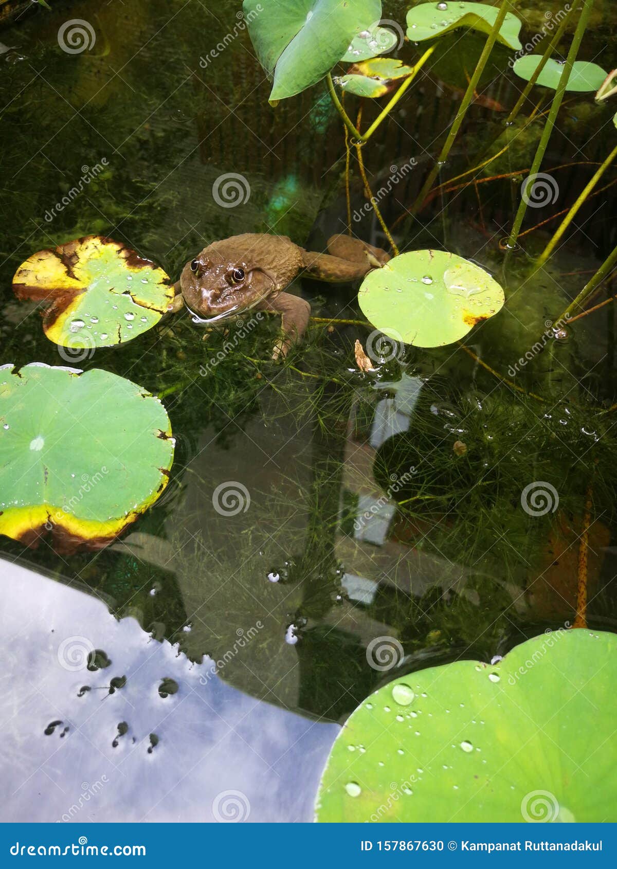 A Brown Frog Floats in a Lotus Pond. Stock Photo - Image of brown, pool ...