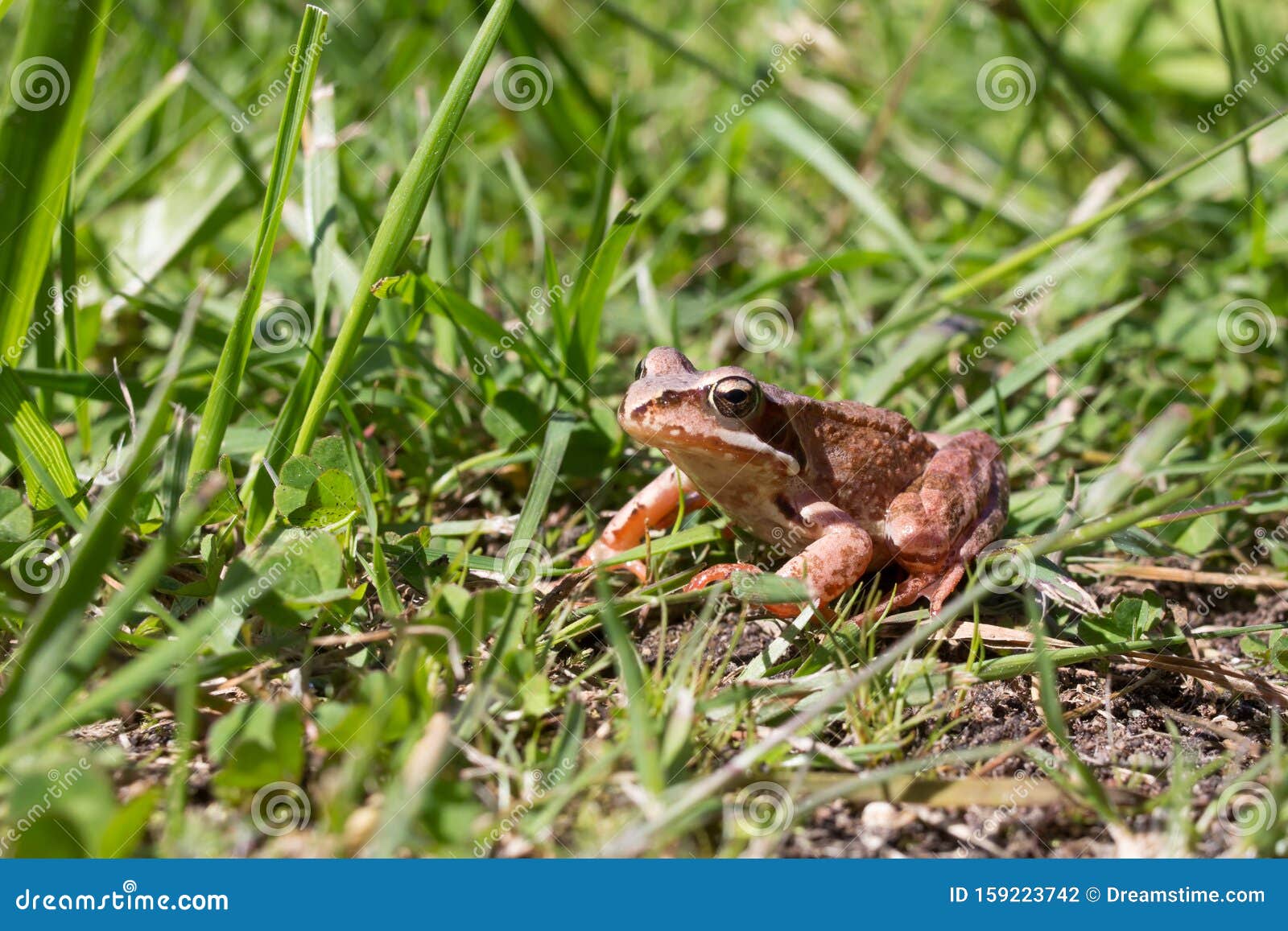 Frog in the summer grass stock photo. Image of summer - 159223742