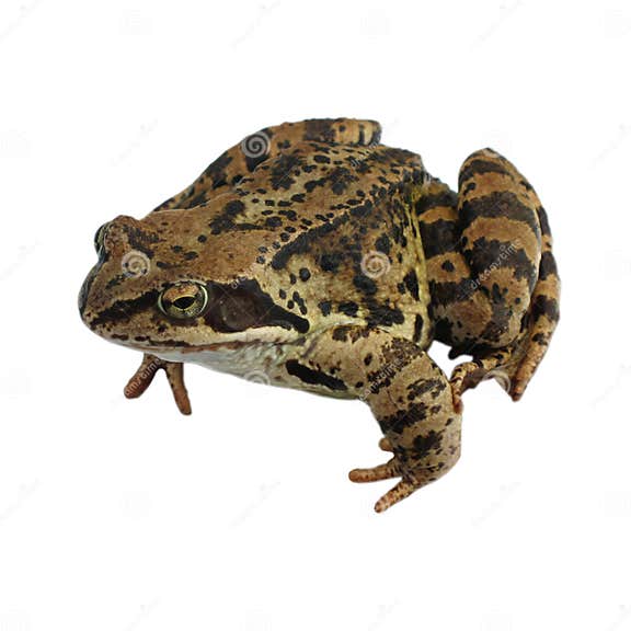 Brown Frog isolated stock photo. Image of leapfrog, amphibian - 13382374