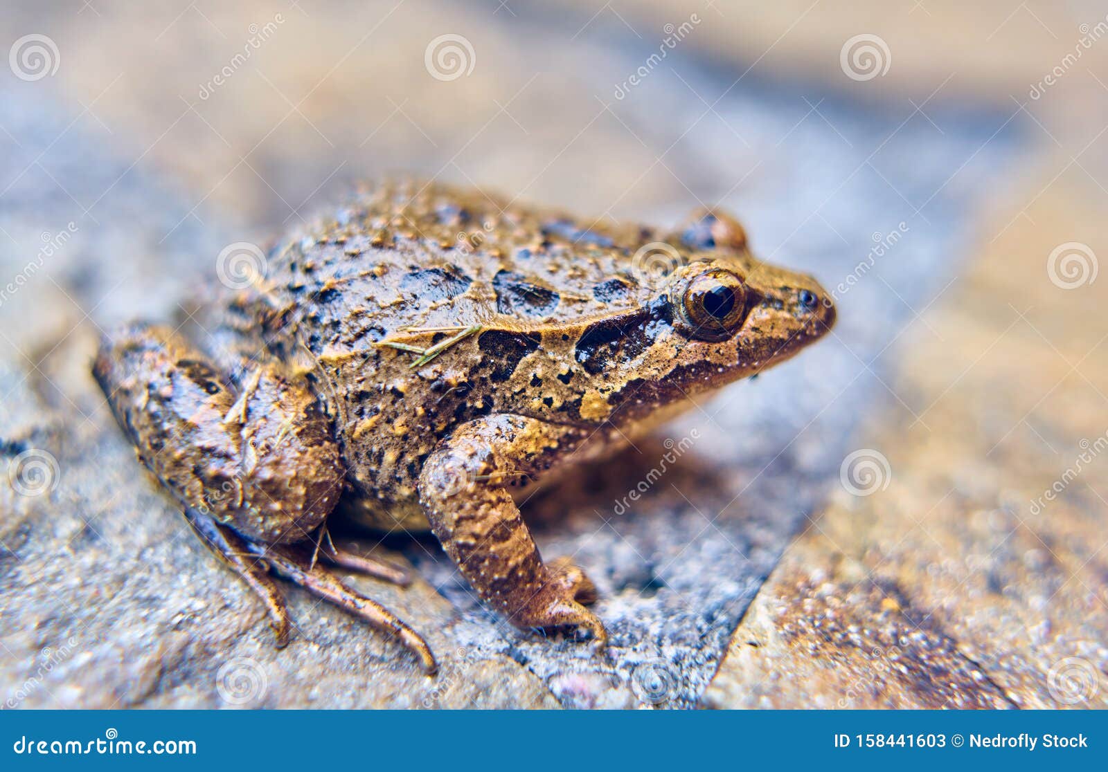 Brown Frog in Jumping Position Stock Image - Image of frogs, close ...