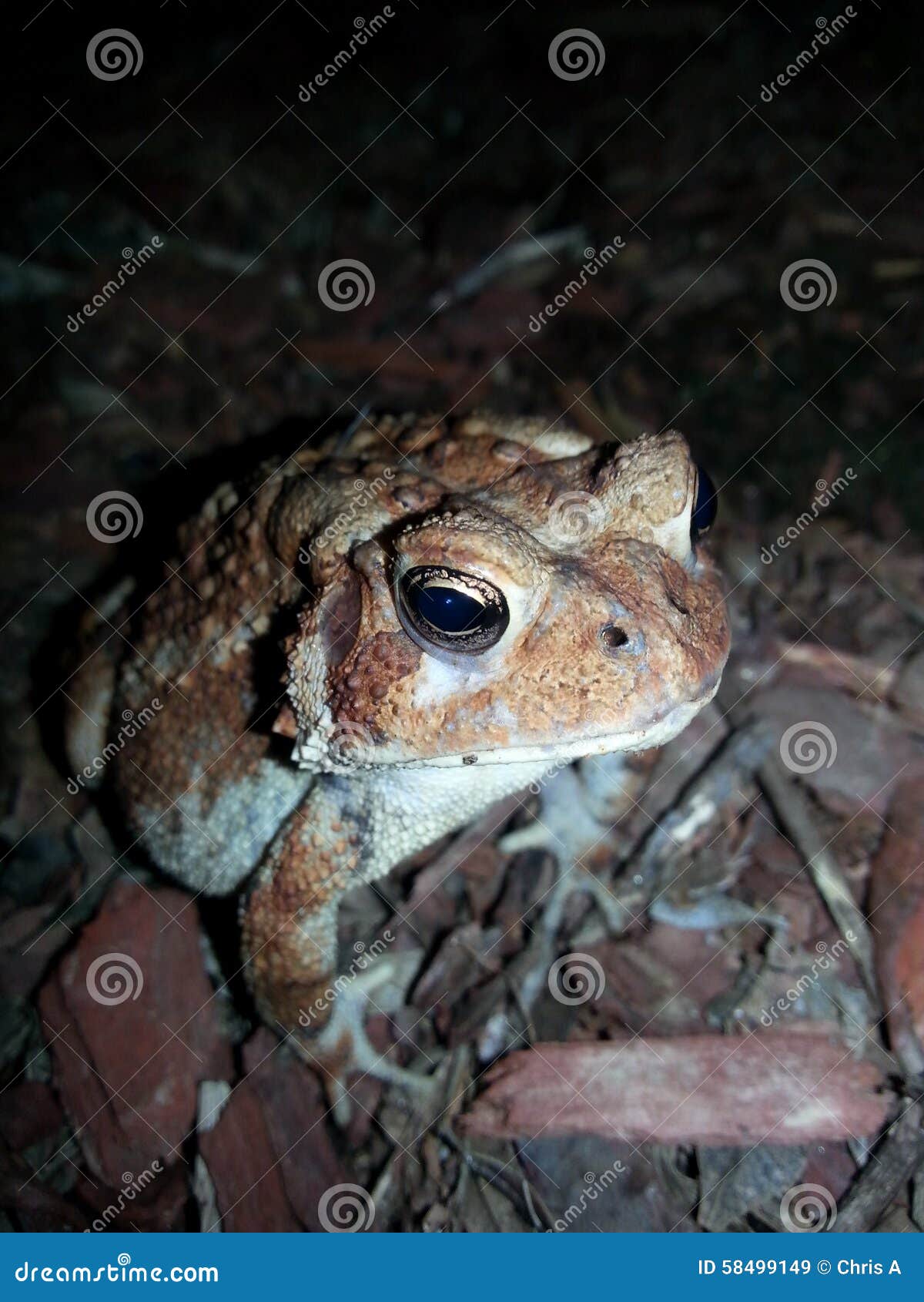 Brown frog outside stock image. Image of frog, side, outside - 58499149