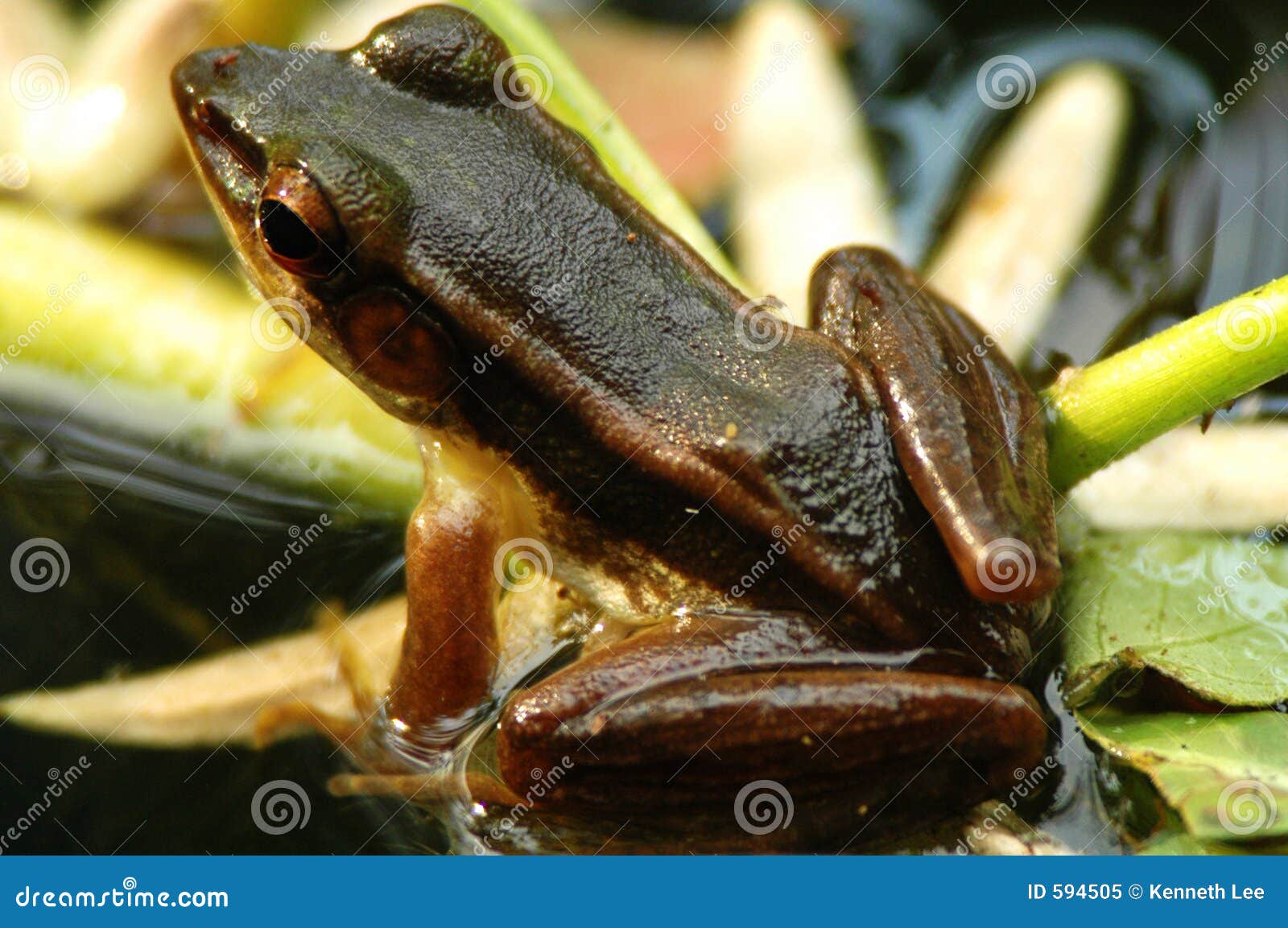 Brown Frog in Pond (back View) Stock Image - Image of webbed, nature ...