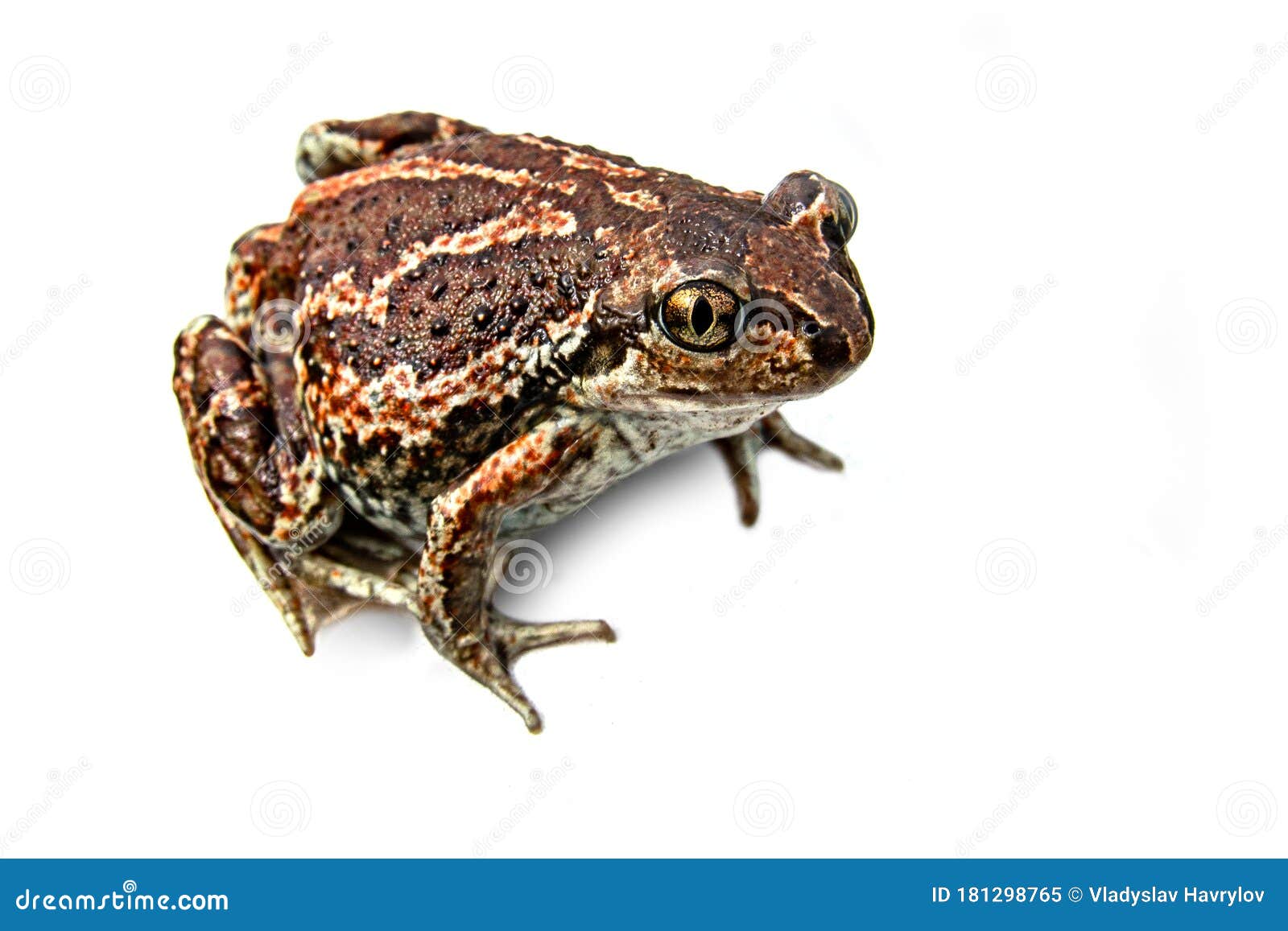 A Brown Frog Sits. Isolated Stock Image - Image of rana, river: 181298765