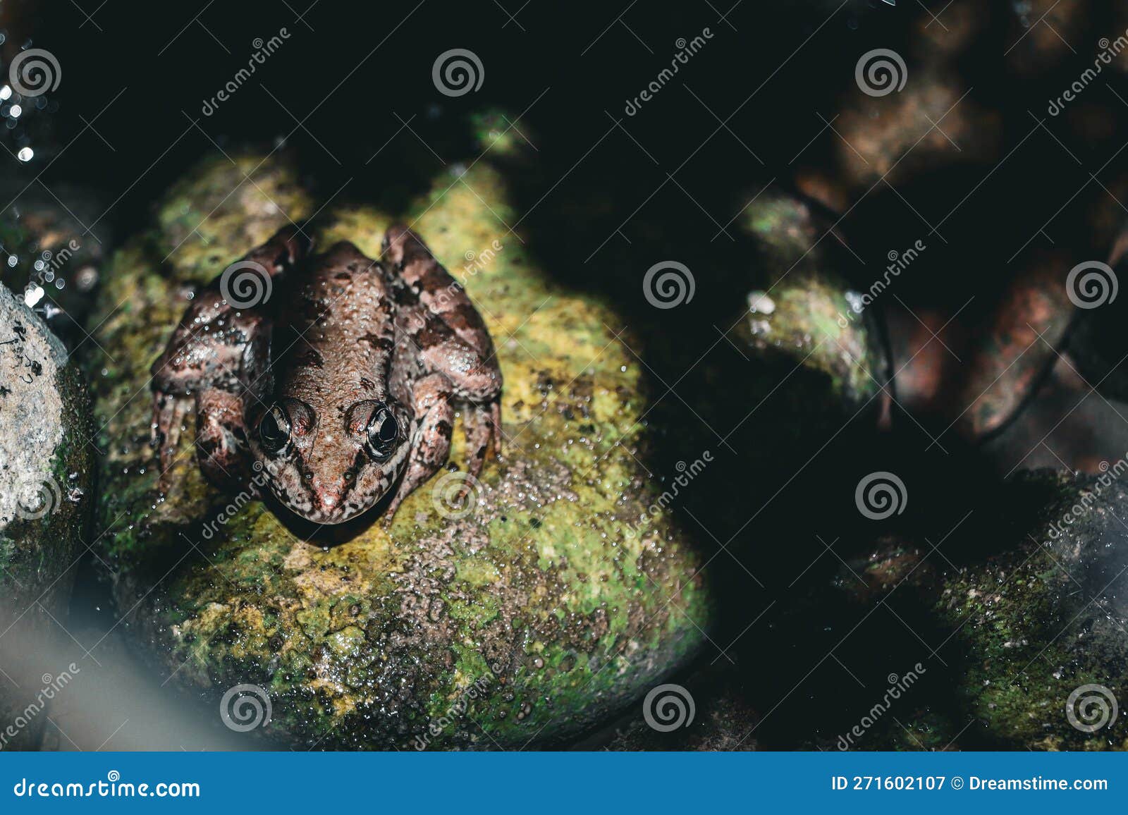 Brown Frog Sits on a Wet Green Stone Stock Image - Image of underwater ...
