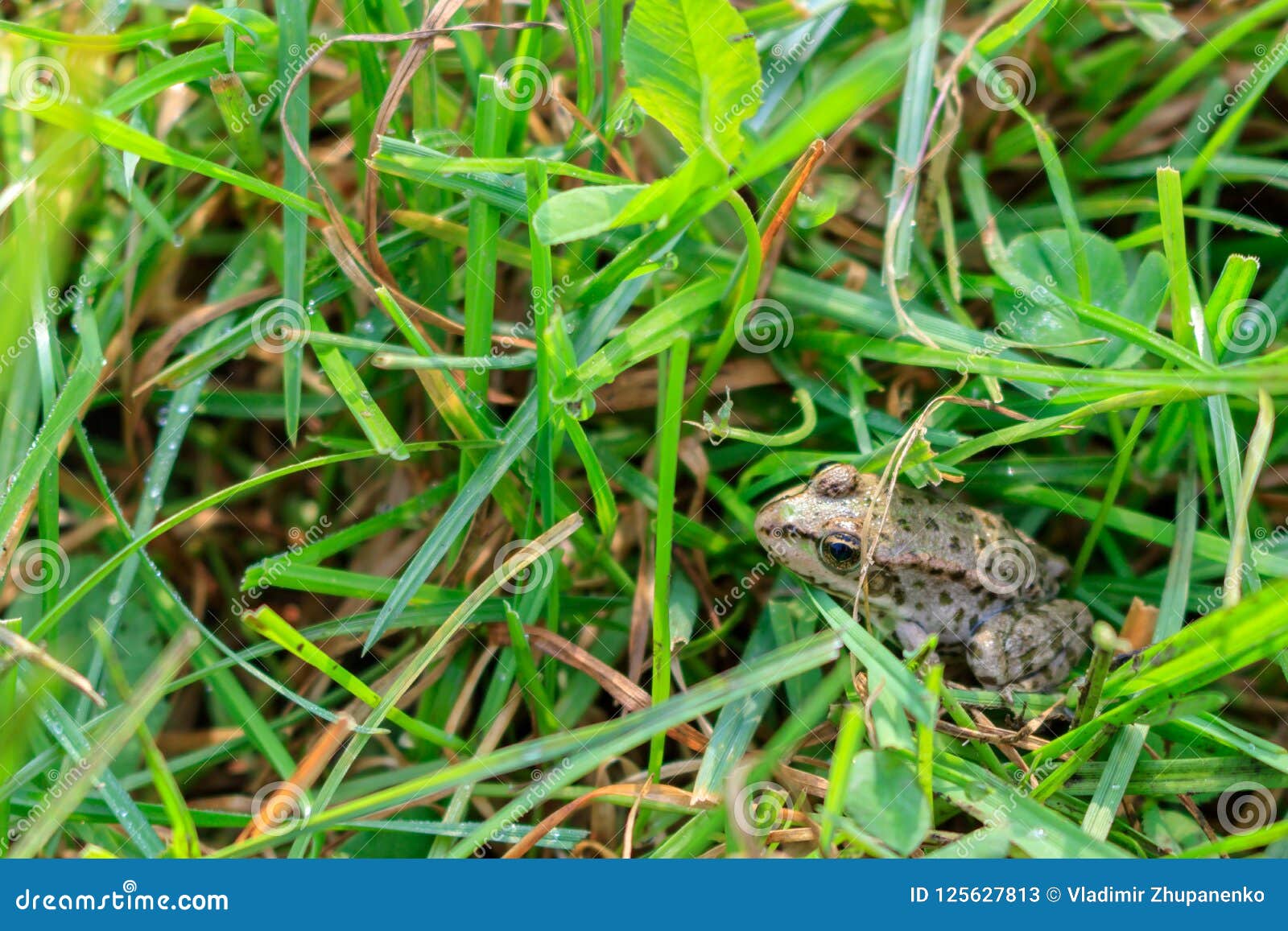Brown Frog Sitting in Green Grass with Dew Drops Stock Image - Image of ...