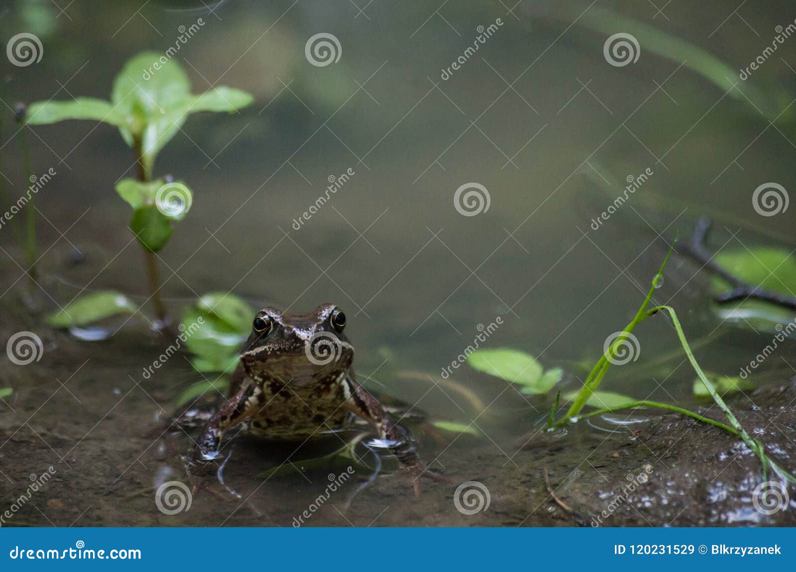 A Frog Sitting in a Puddle. Stock Image - Image of august, limbs: 120231529
