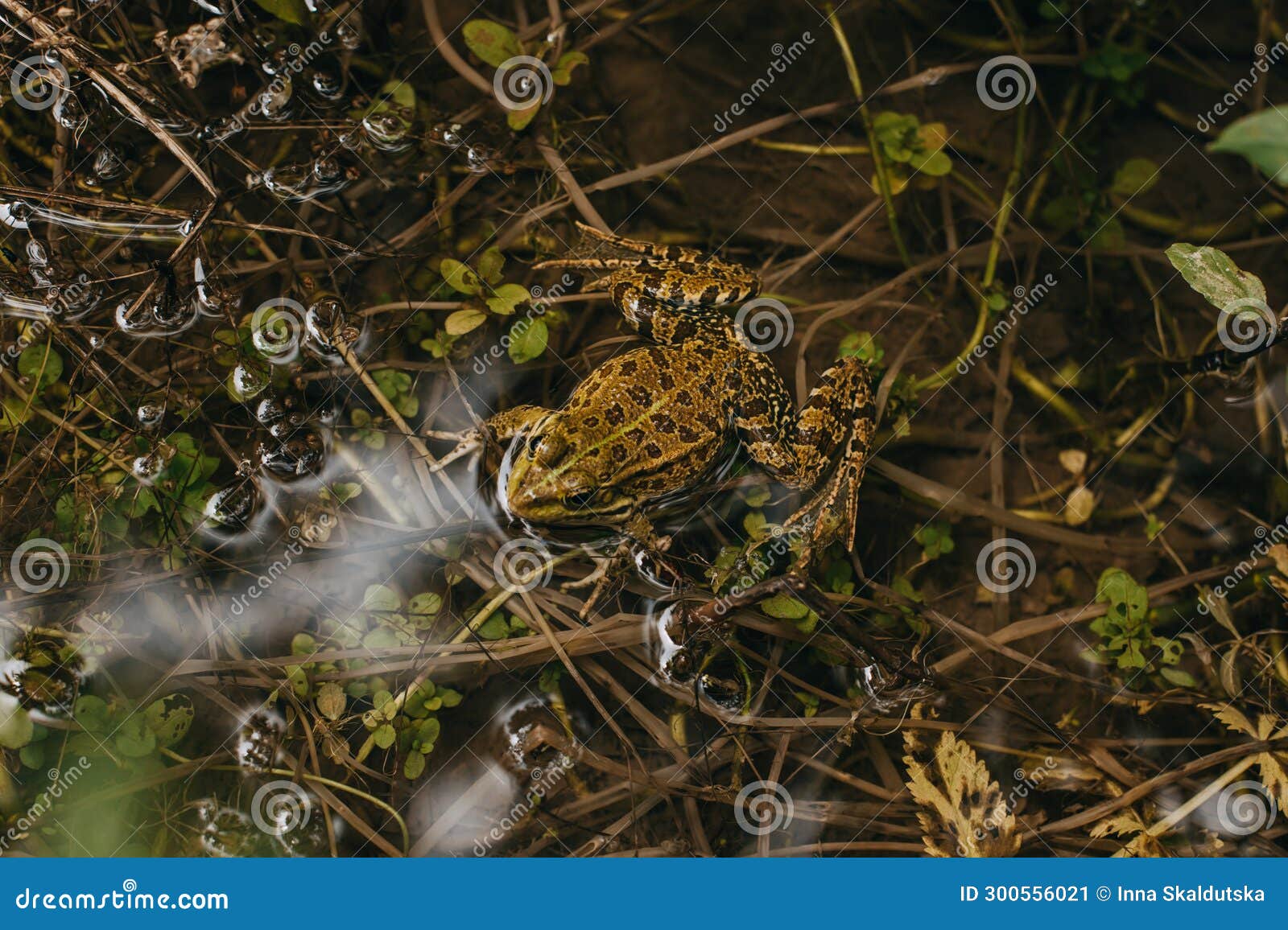 Brown Frog Sitting in a Puddle of Water in a Forest Stock Image - Image ...