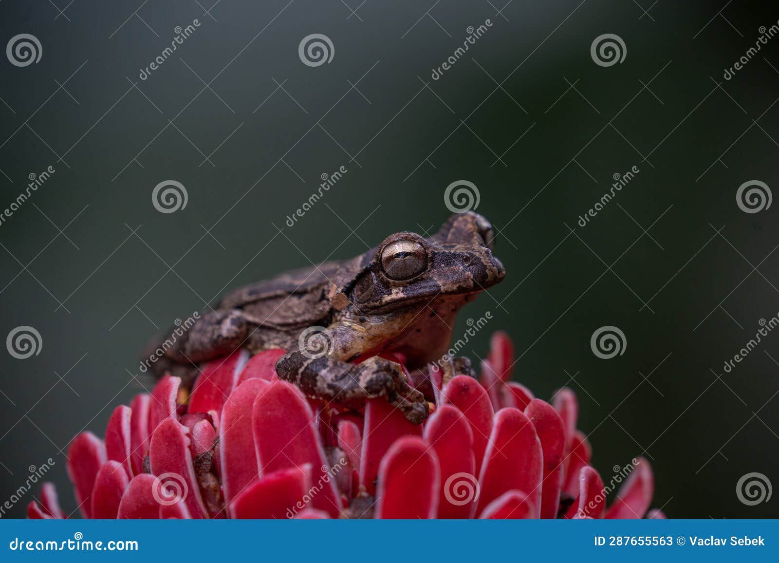 Brown frog stock image. Image of color, exotic, jungle - 287655563
