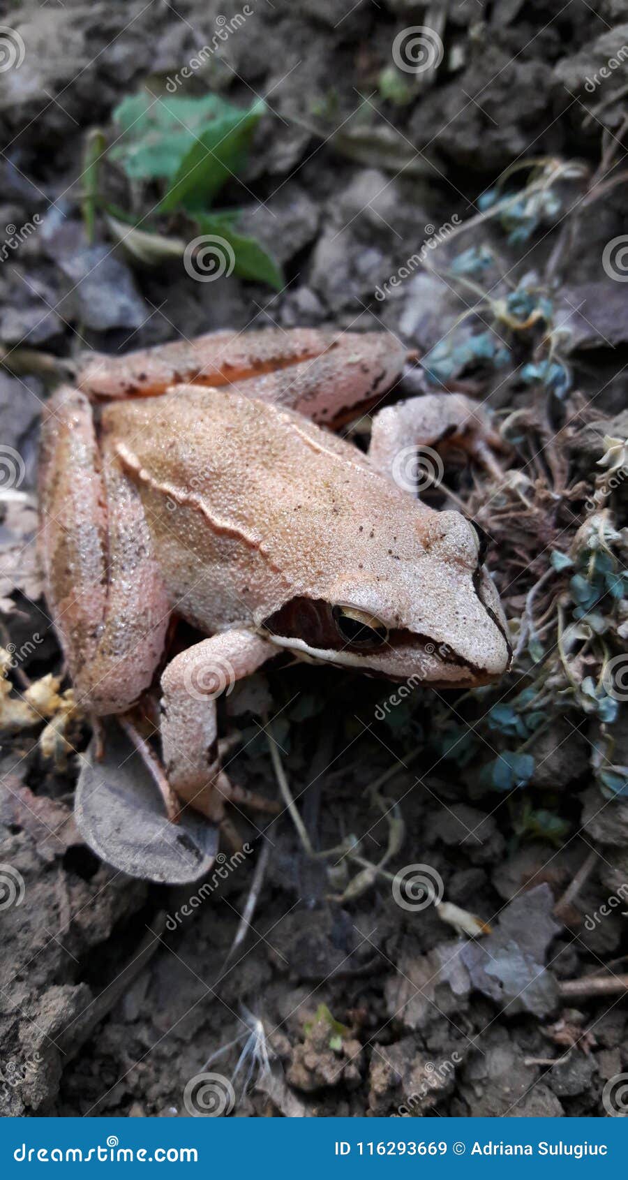 Brown frog stock image. Image of macro, flora, eyes - 116293669