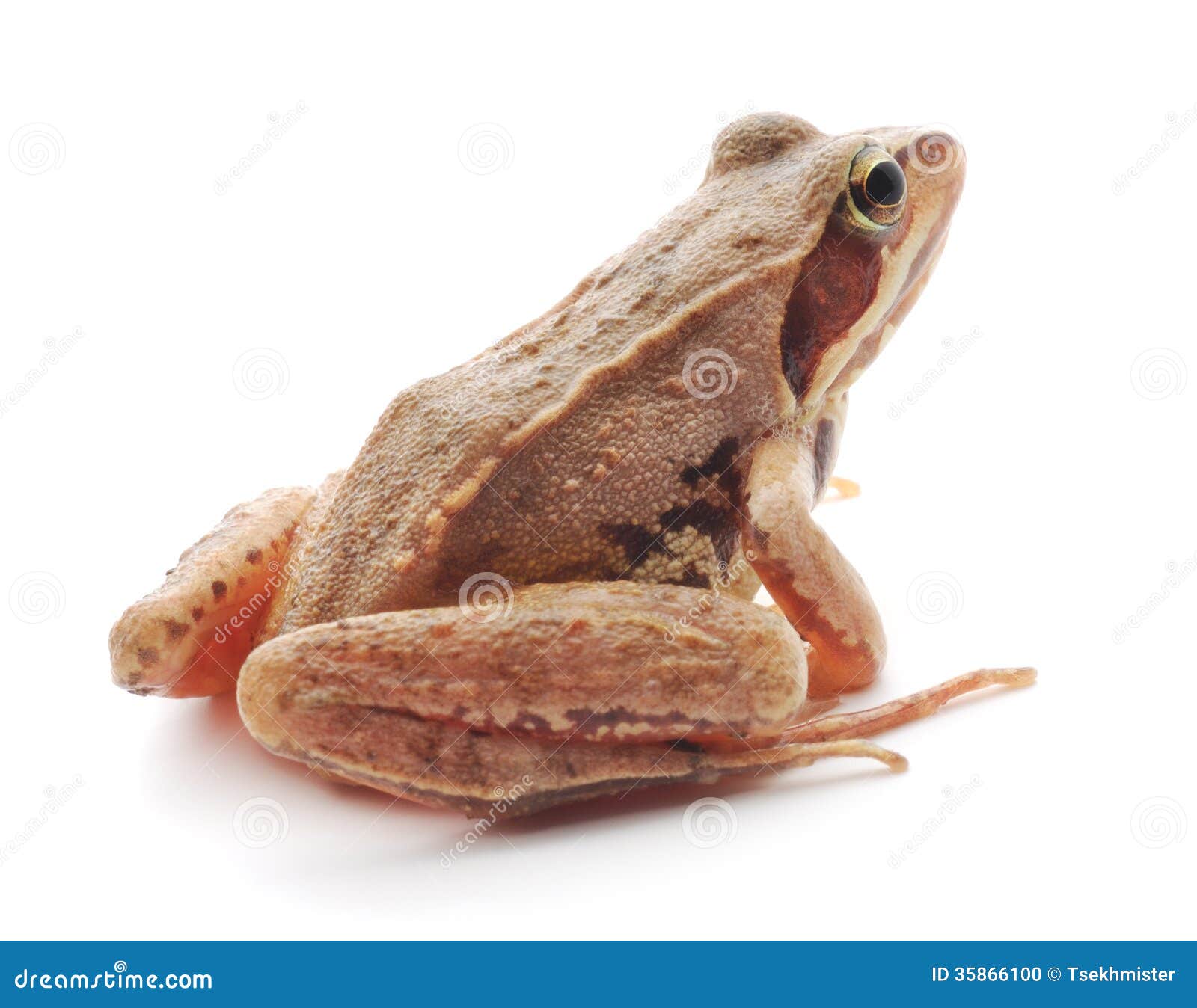 Brown frog stock photo. Image of nature, amphibian, animal - 35866100