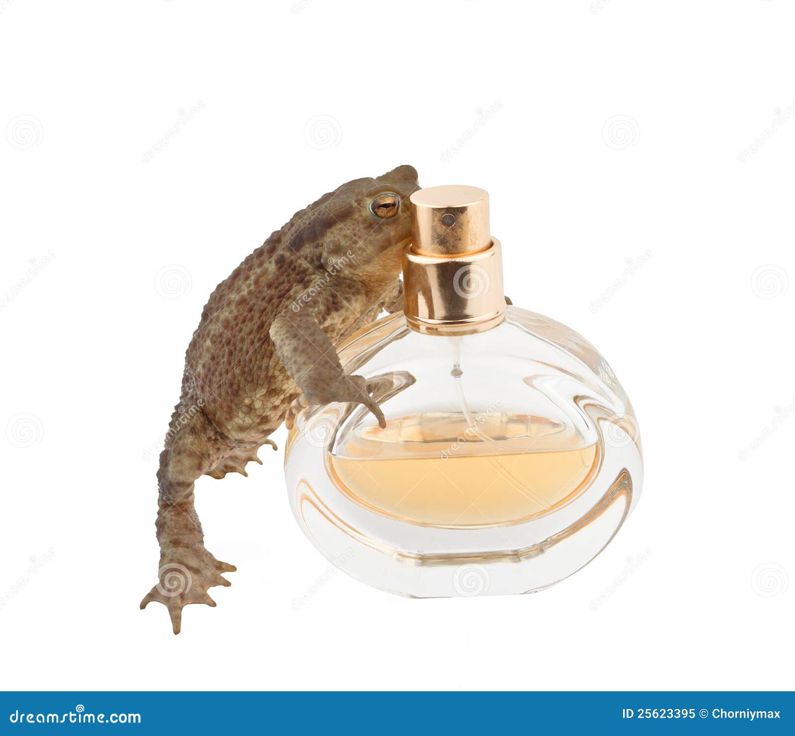 Brown Frog Smelling Parfumes Stock Image - Image of freshness ...