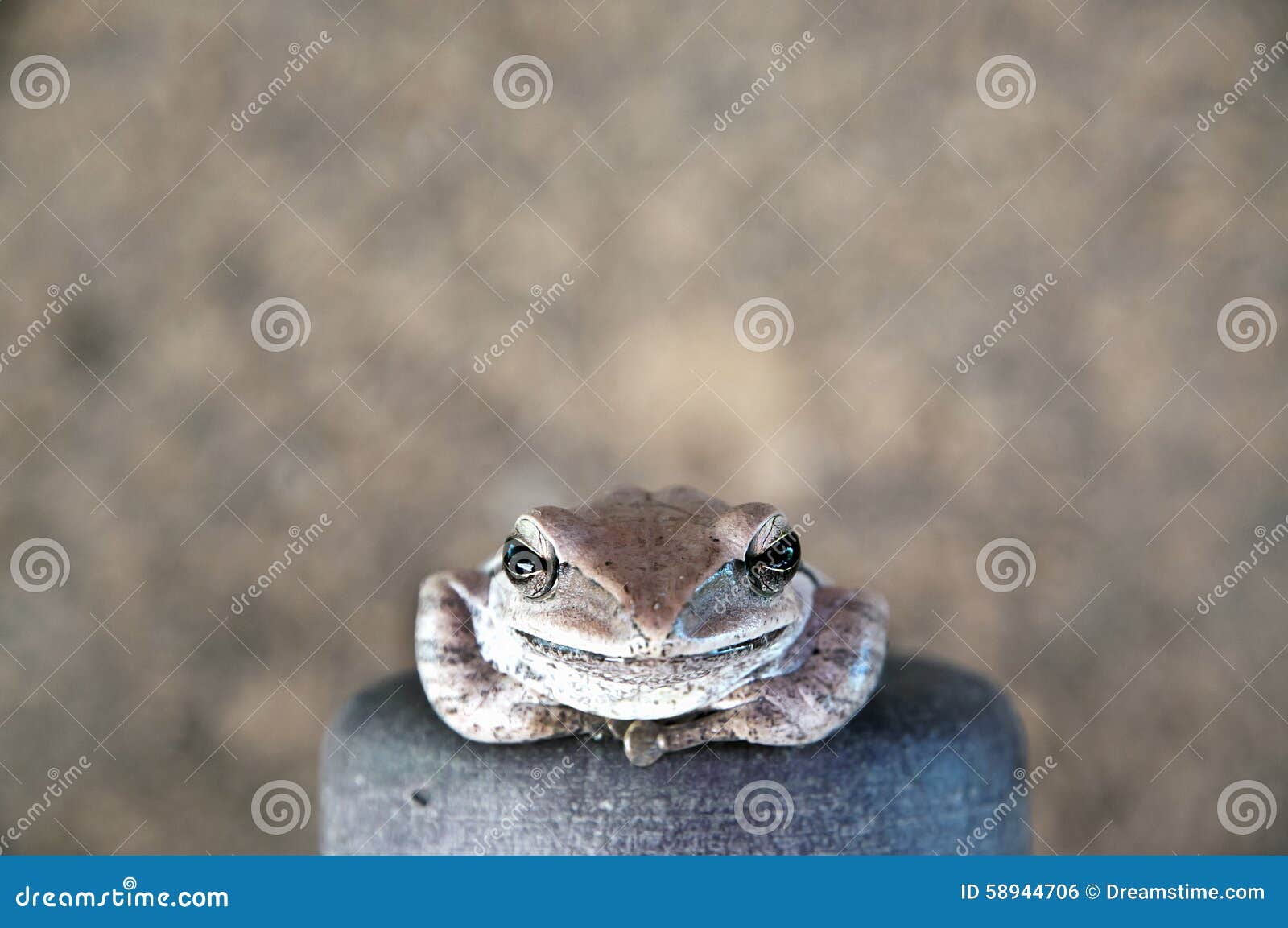 Brown frog smile stock photo. Image of toad, eyes, animal - 58944706