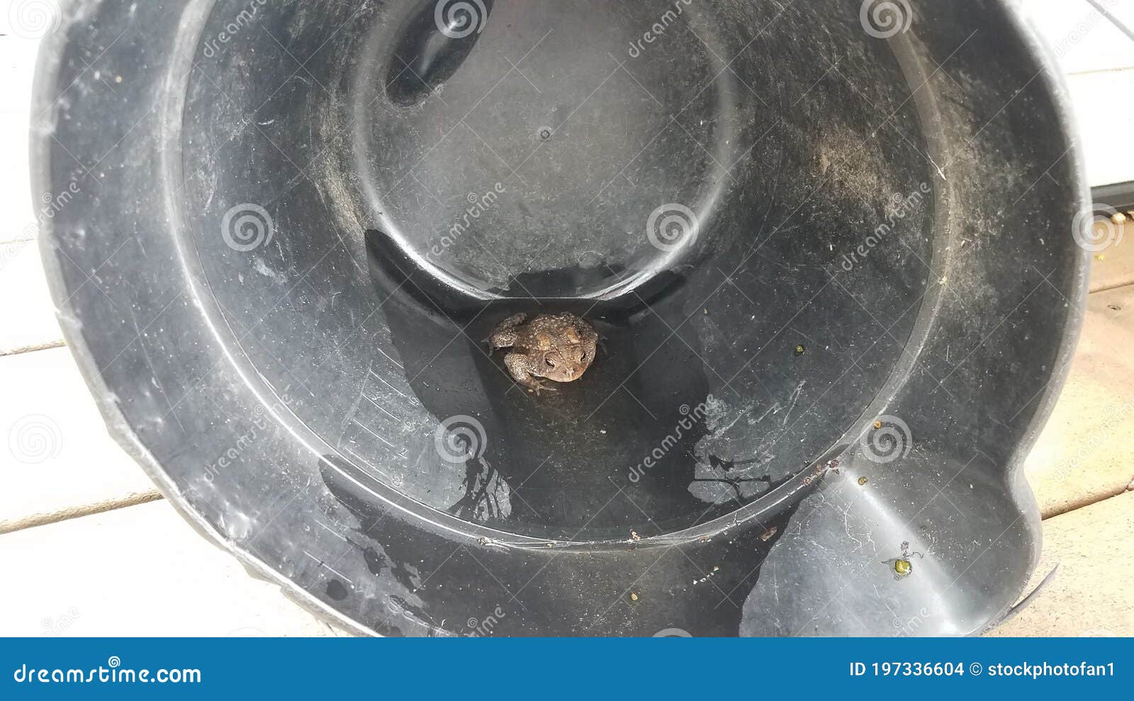 Brown Frog or Toad in Black Plastic Bucket with Water Stock Photo ...