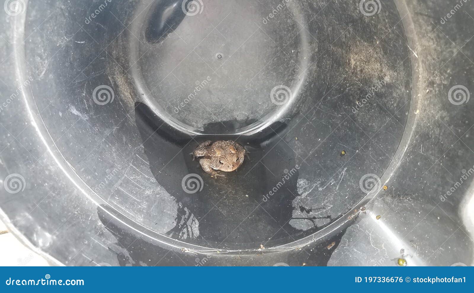 Brown Frog or Toad in Black Plastic Bucket with Water Stock Photo ...
