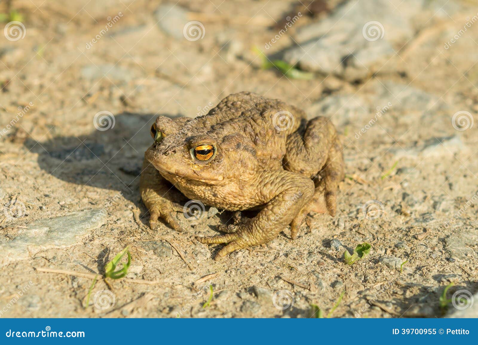 Brown frog stock image. Image of skin, amphibian, wart - 39700955