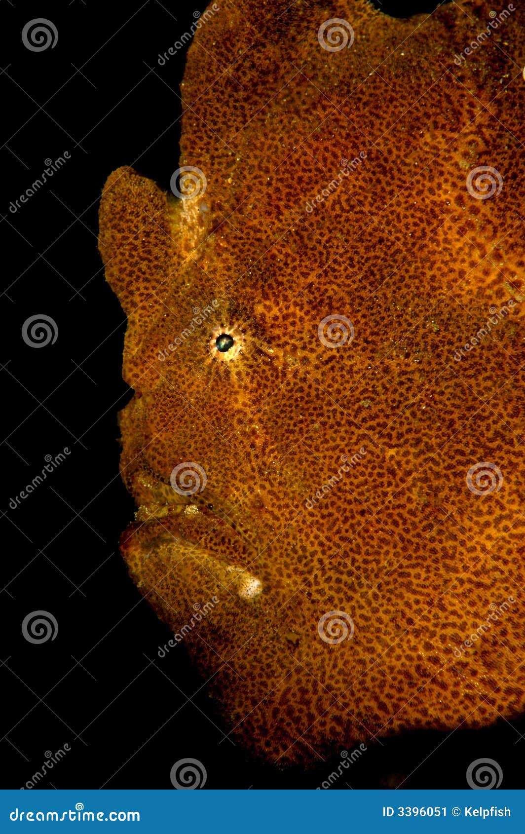 Brown frogfish stock image. Image of night, painted, life - 3396051