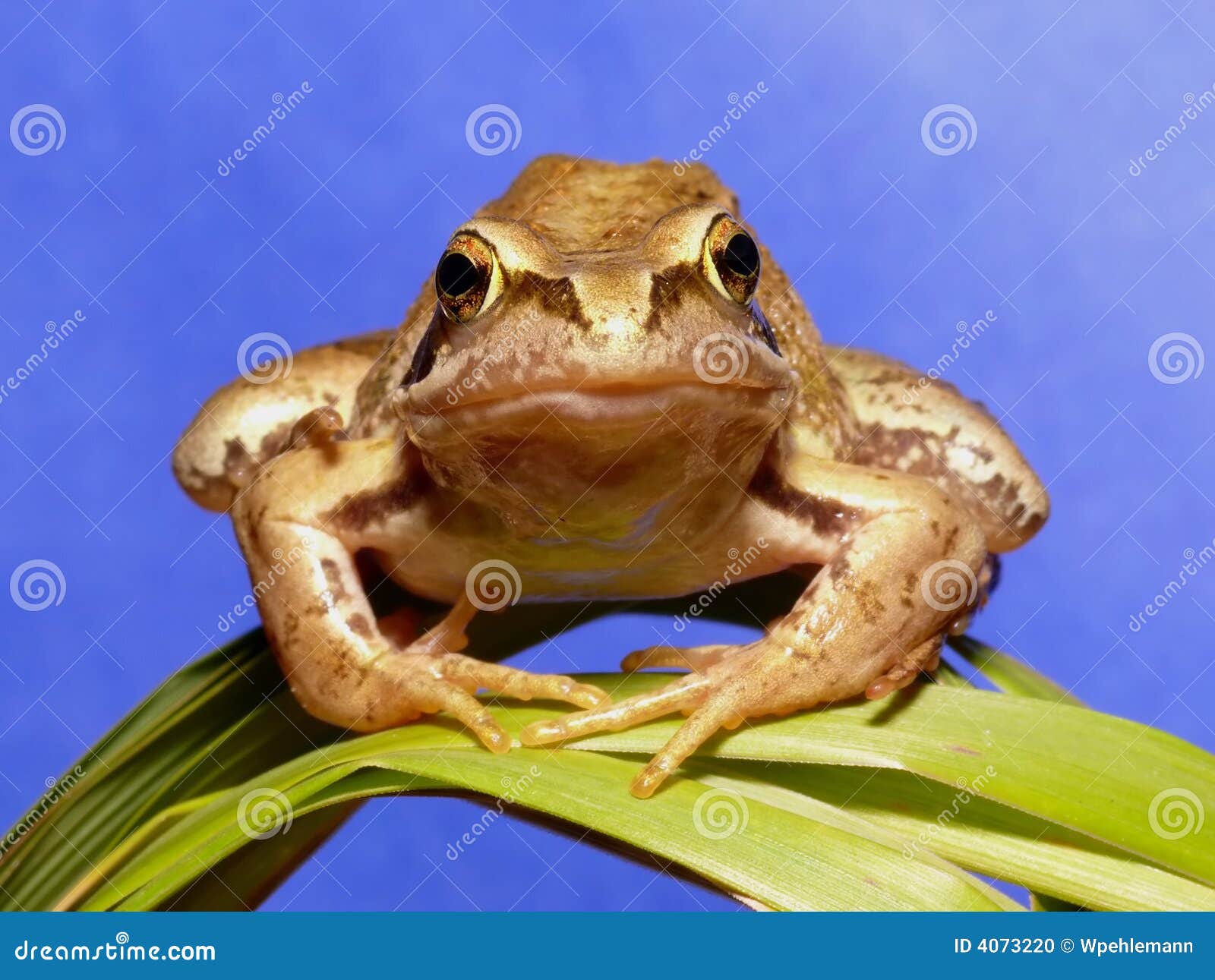 Brown-Frosch stockfoto. Bild von sprung, walther, nahaufnahme - 4073220