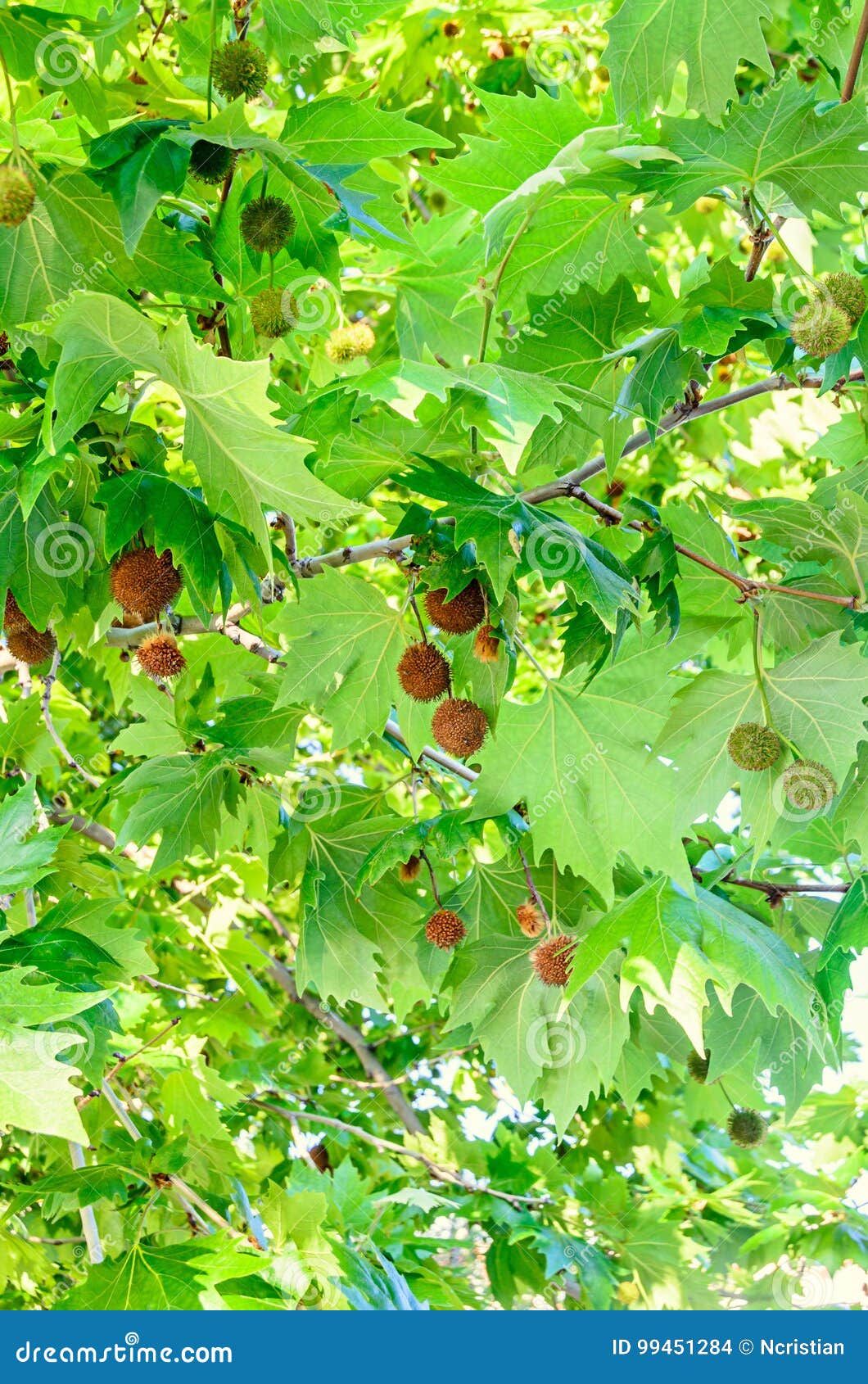 Brown Fruits of Platanus Tree, Branches with Green Leafs Stock Photo ...