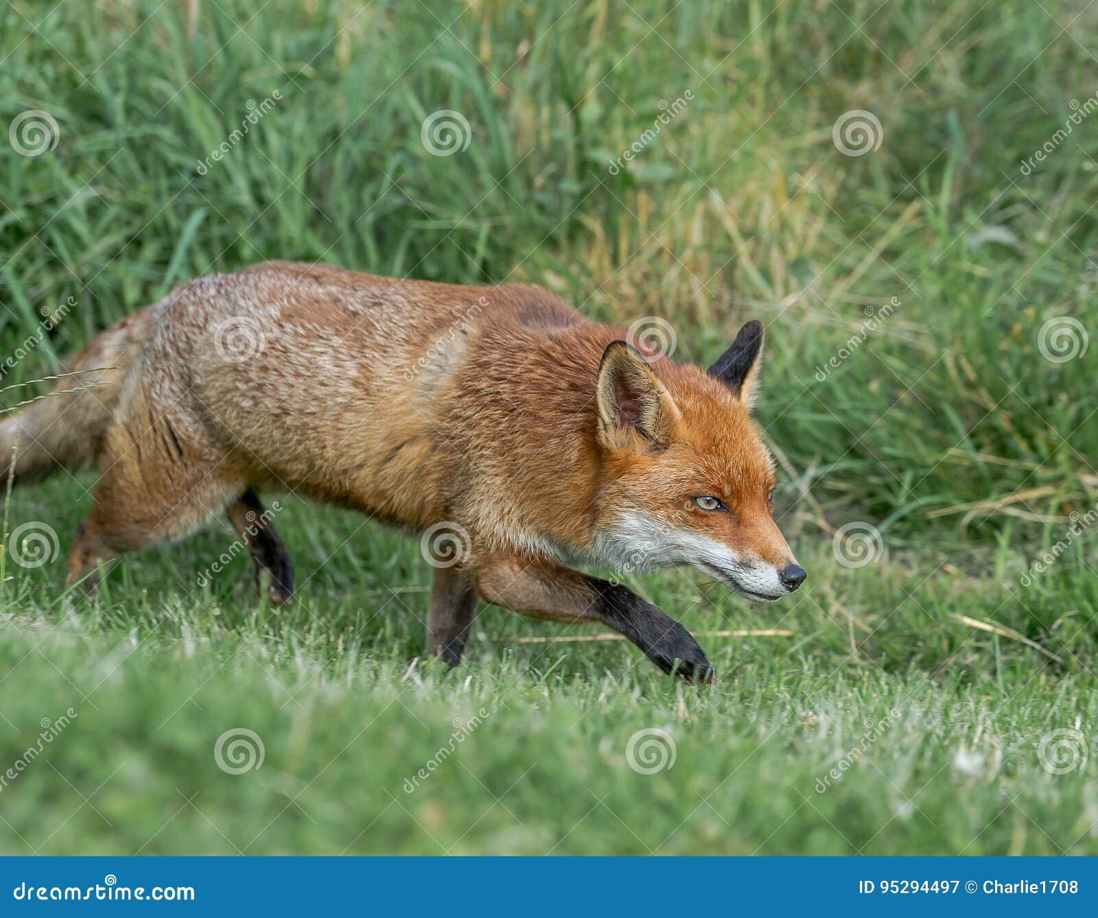Brown-Fuchs stockbild. Bild von frau, hennen, england - 95294497
