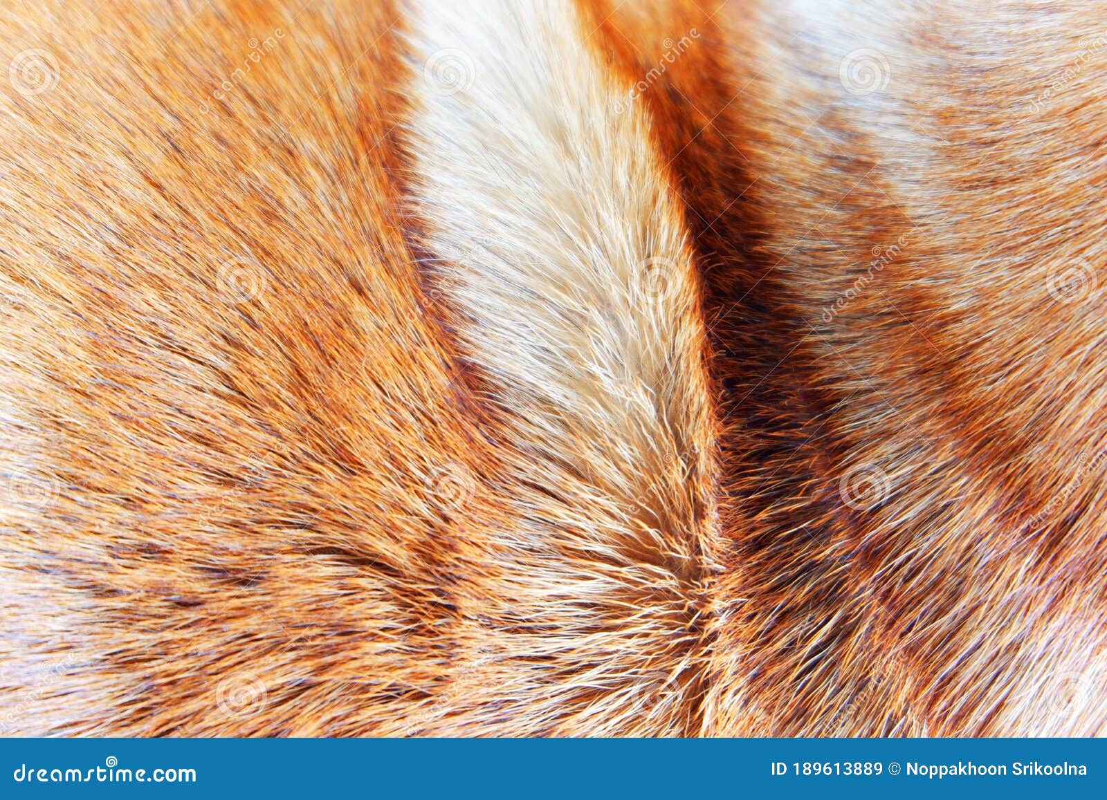 Brown Fur Hair Texture of Dog Stock Image - Image of brown, decorative ...