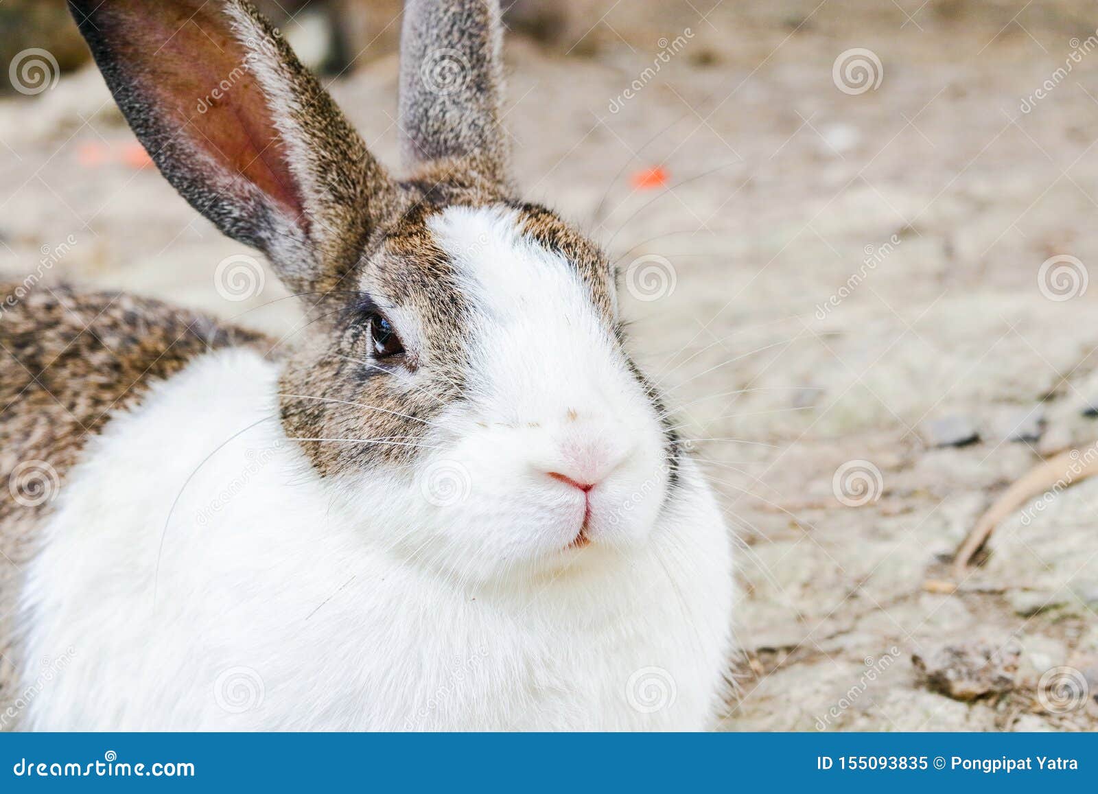 Brown Fur Mixed White Rabbit Stock Image - Image of breed, brown: 155093835