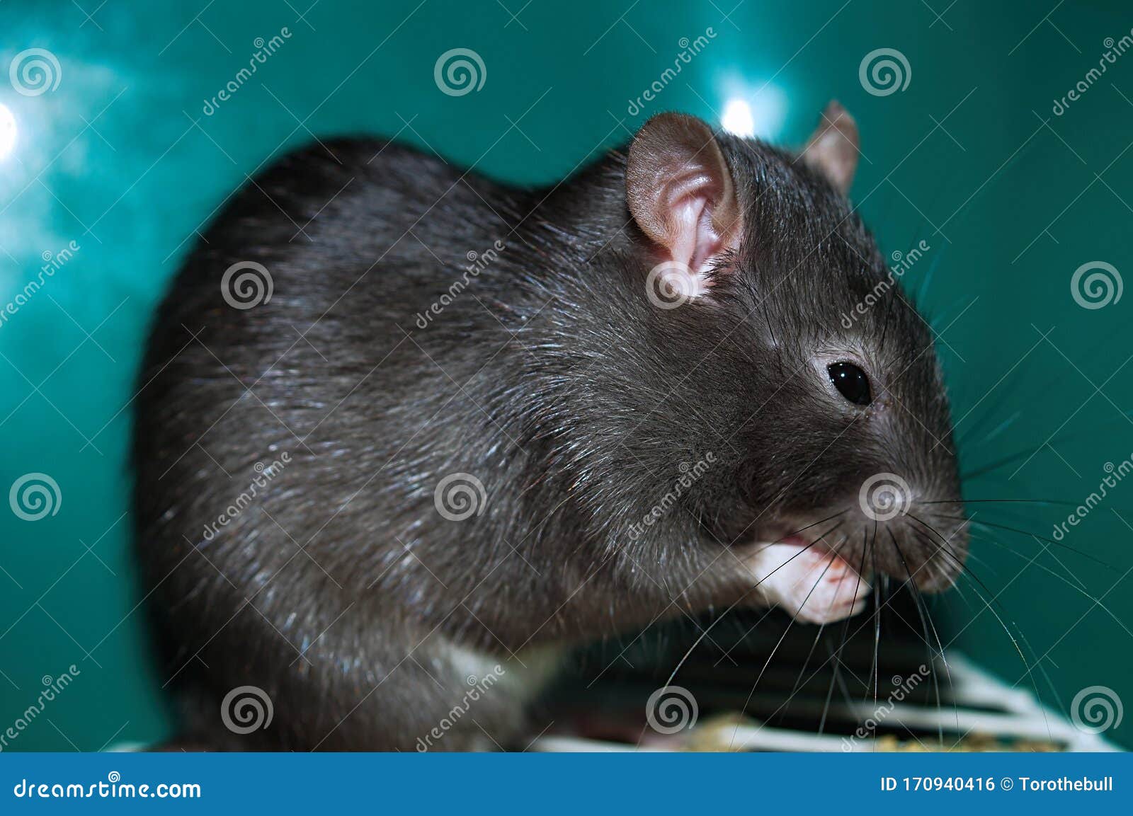 Brown Fur Rat Cleaning Itself Stock Photo - Image of small, paws: 170940416