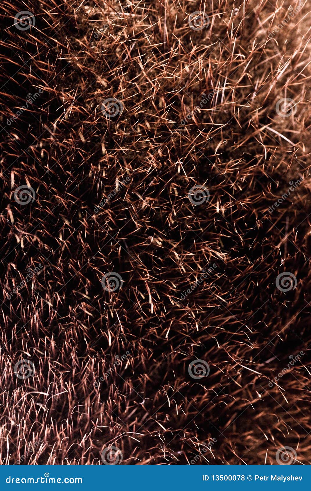 Brown fur texture stock photo. Image of close, fell, texture - 13500078