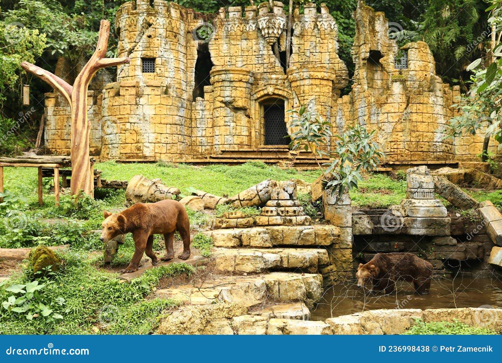 Brown Furry Bears in Front of a Castle in Safari Stock Photo - Image of ...